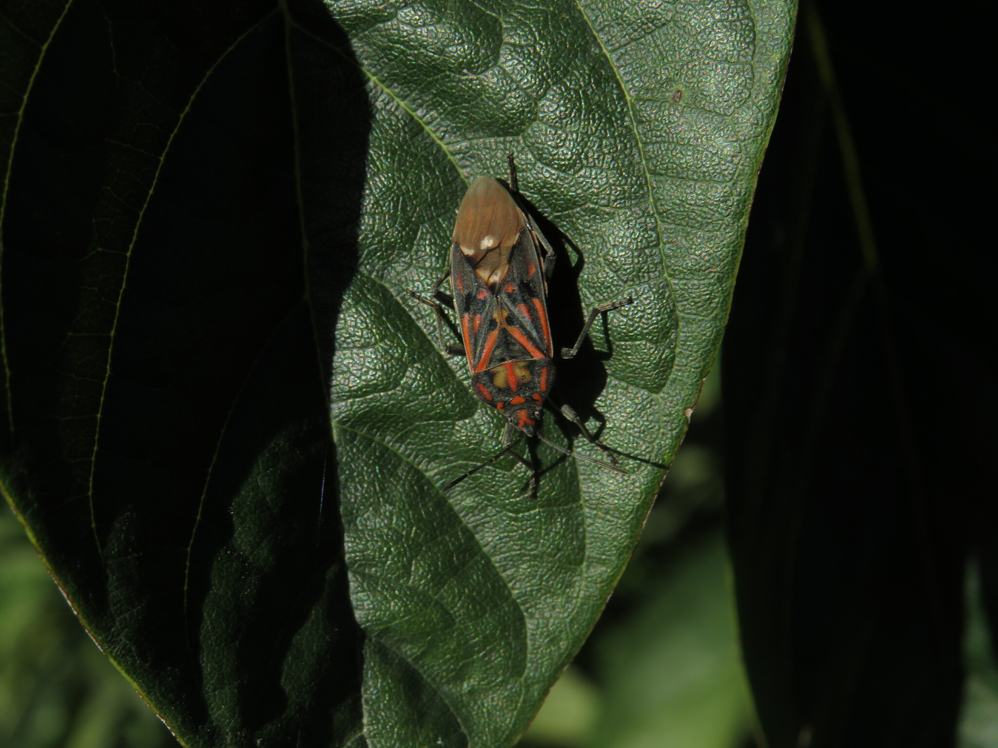 Spilostethus pandurus (Scopoli, 1763)