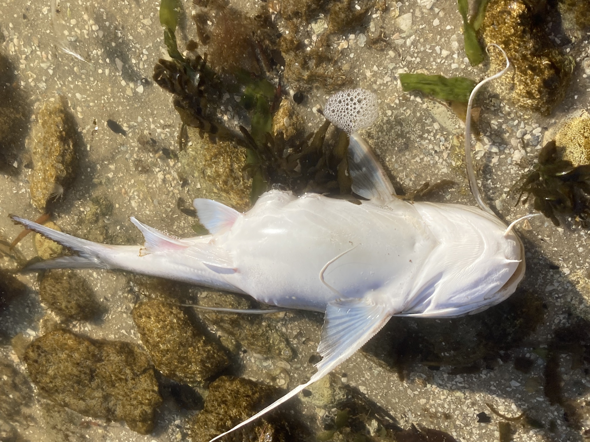 Bagre marinus (Mitchill, 1815)