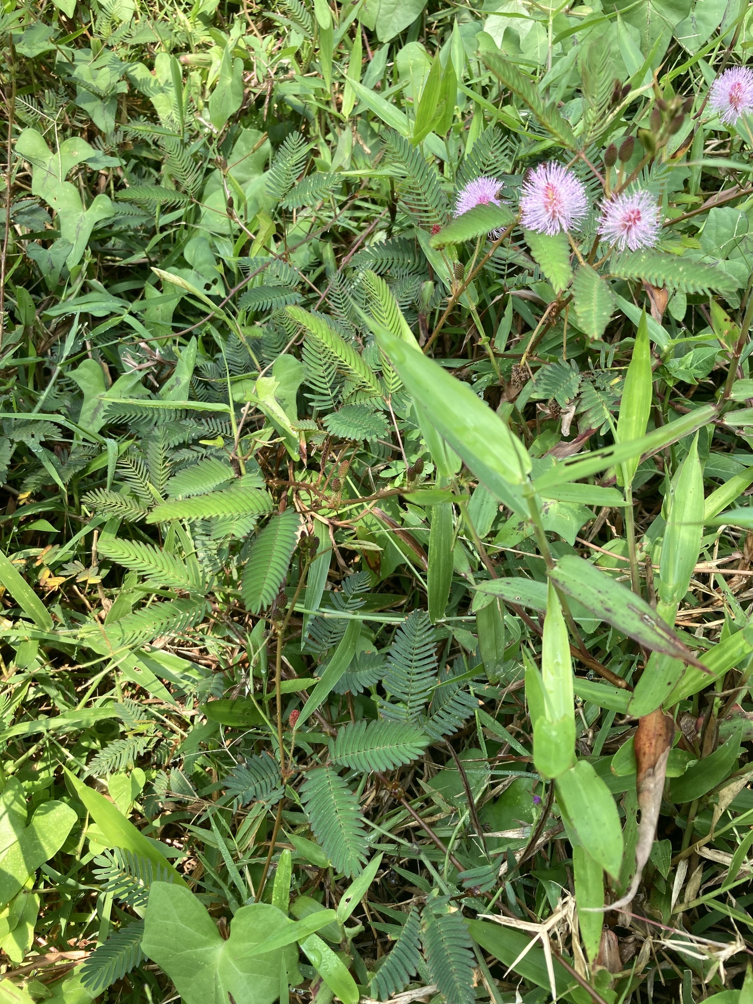 Mimosa pudica L.