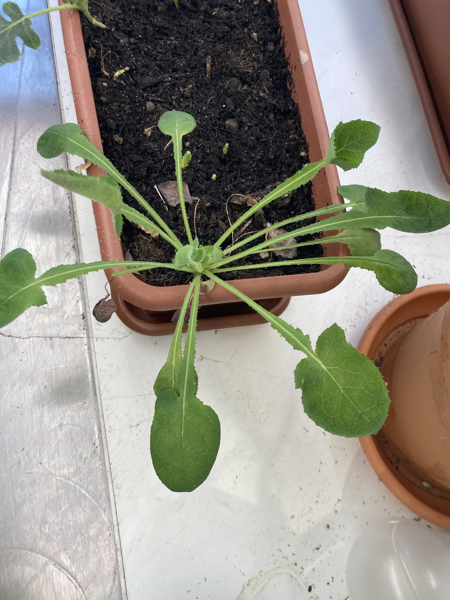 Sonchus oleraceus L.