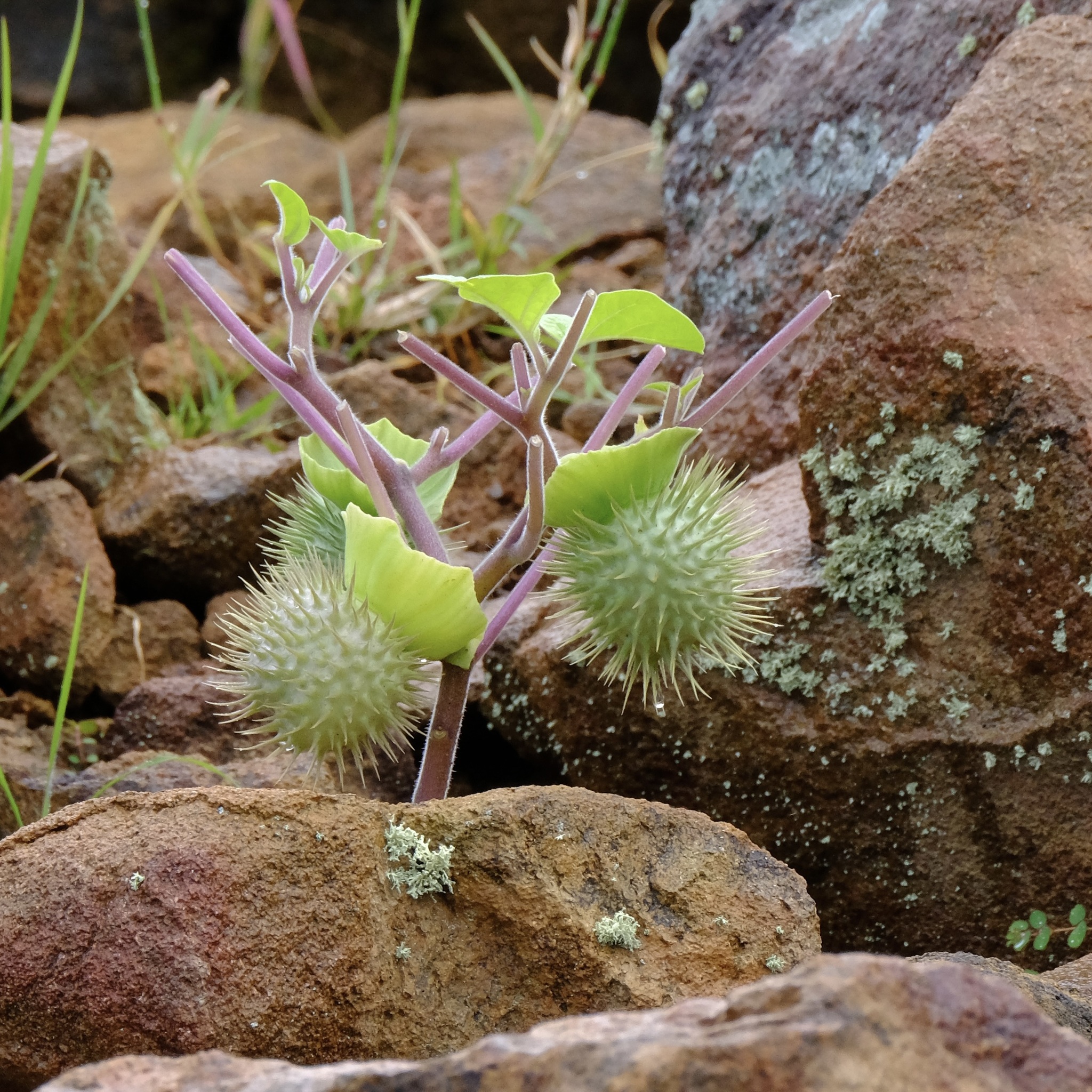 Datura innoxia Mill.