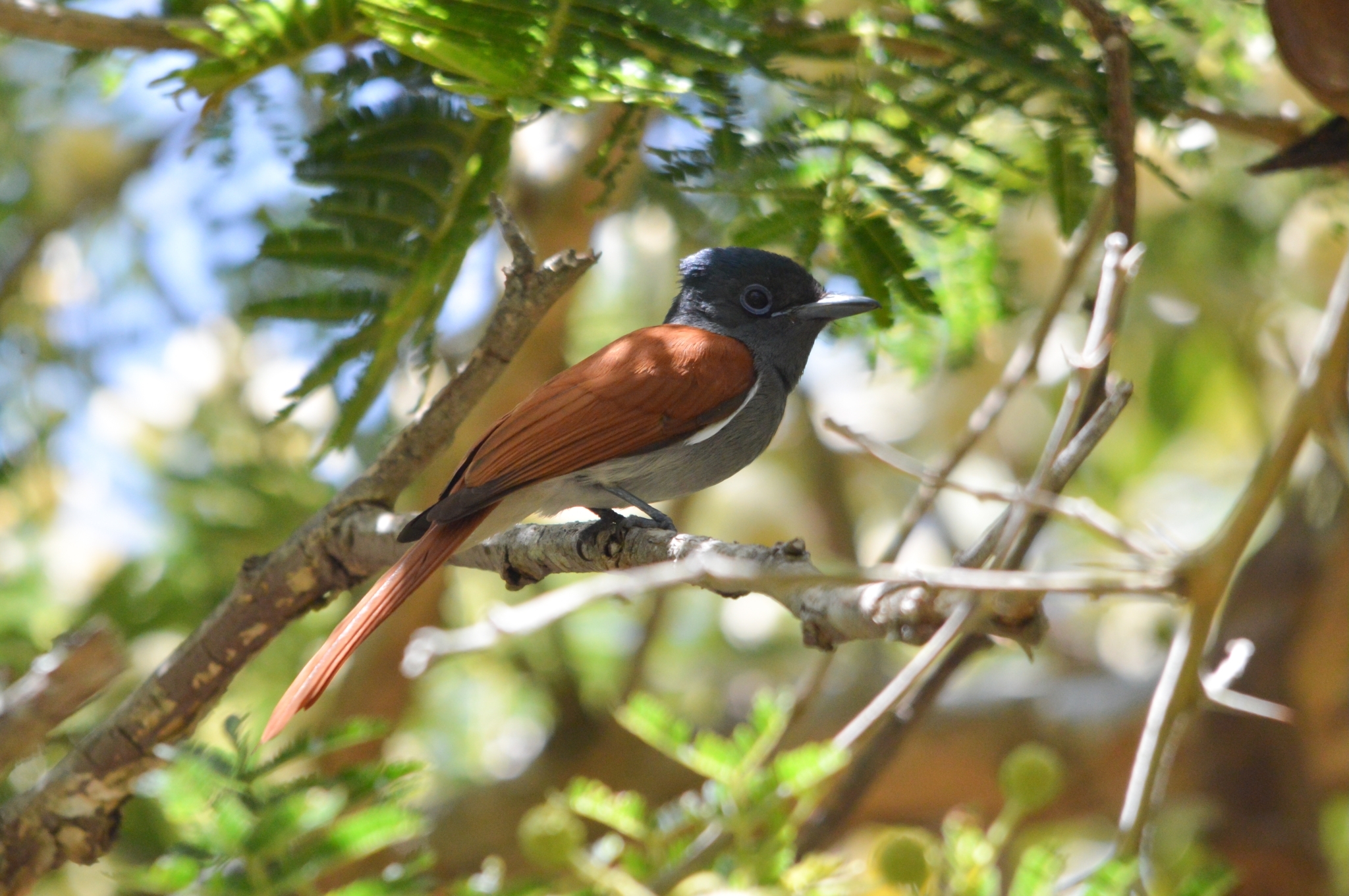 Terpsiphone viridis (Statius Muller, 1776)