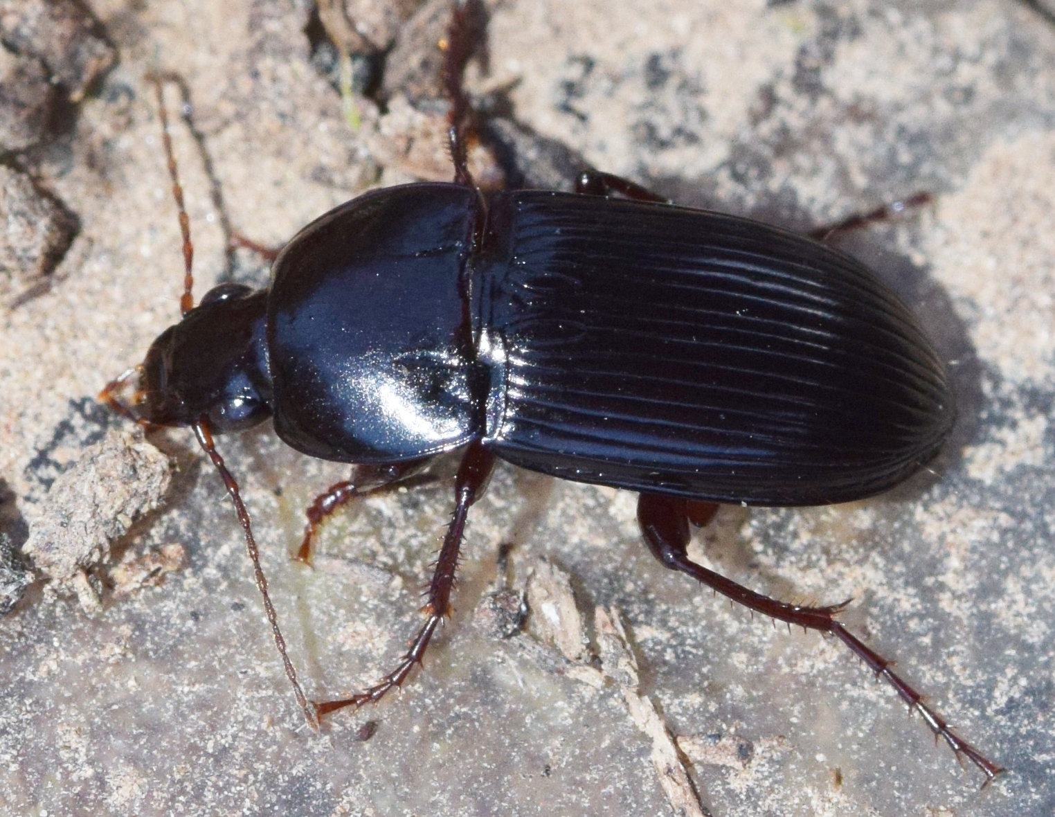 Carabidae