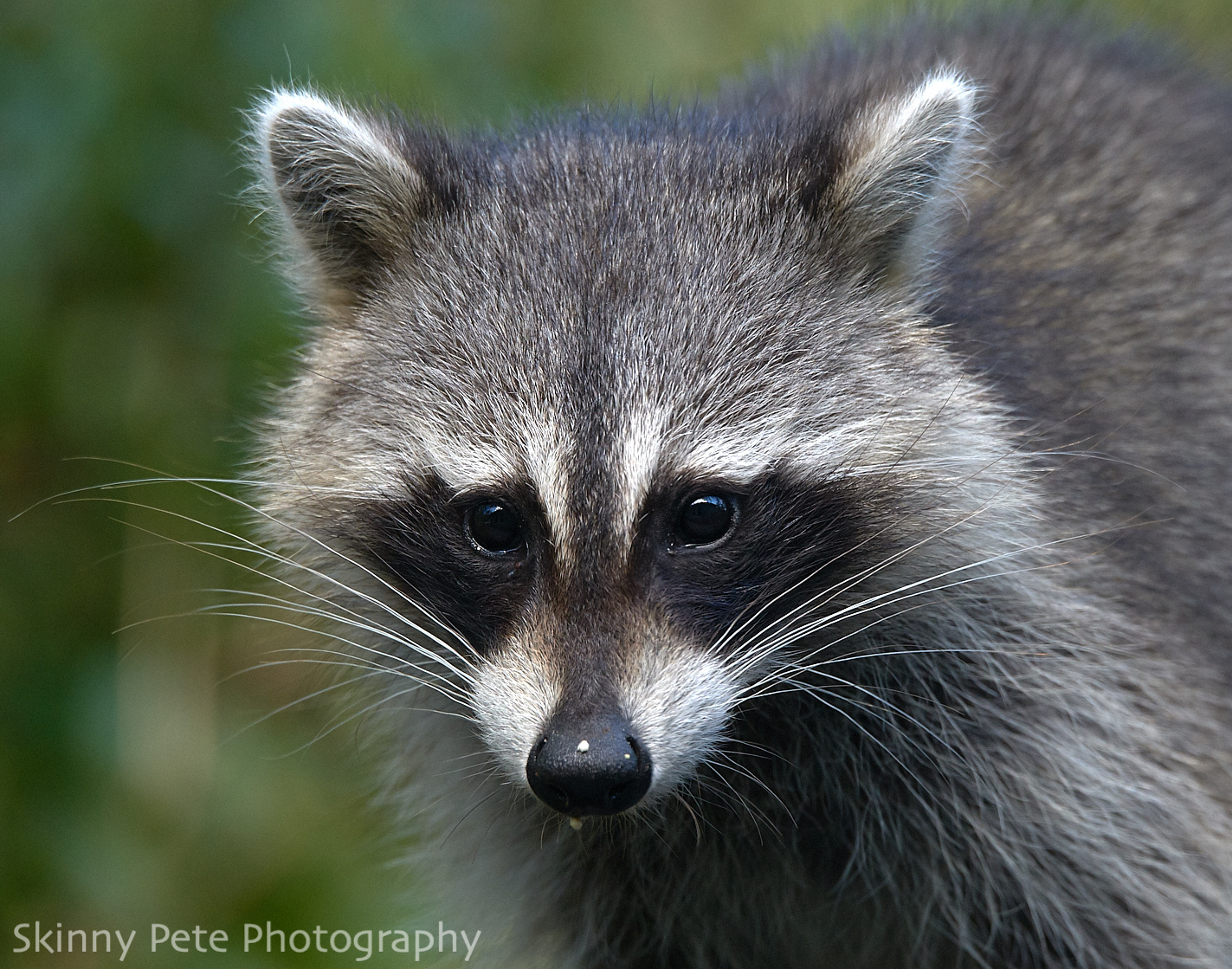 Procyon lotor (Linnaeus, 1758)
