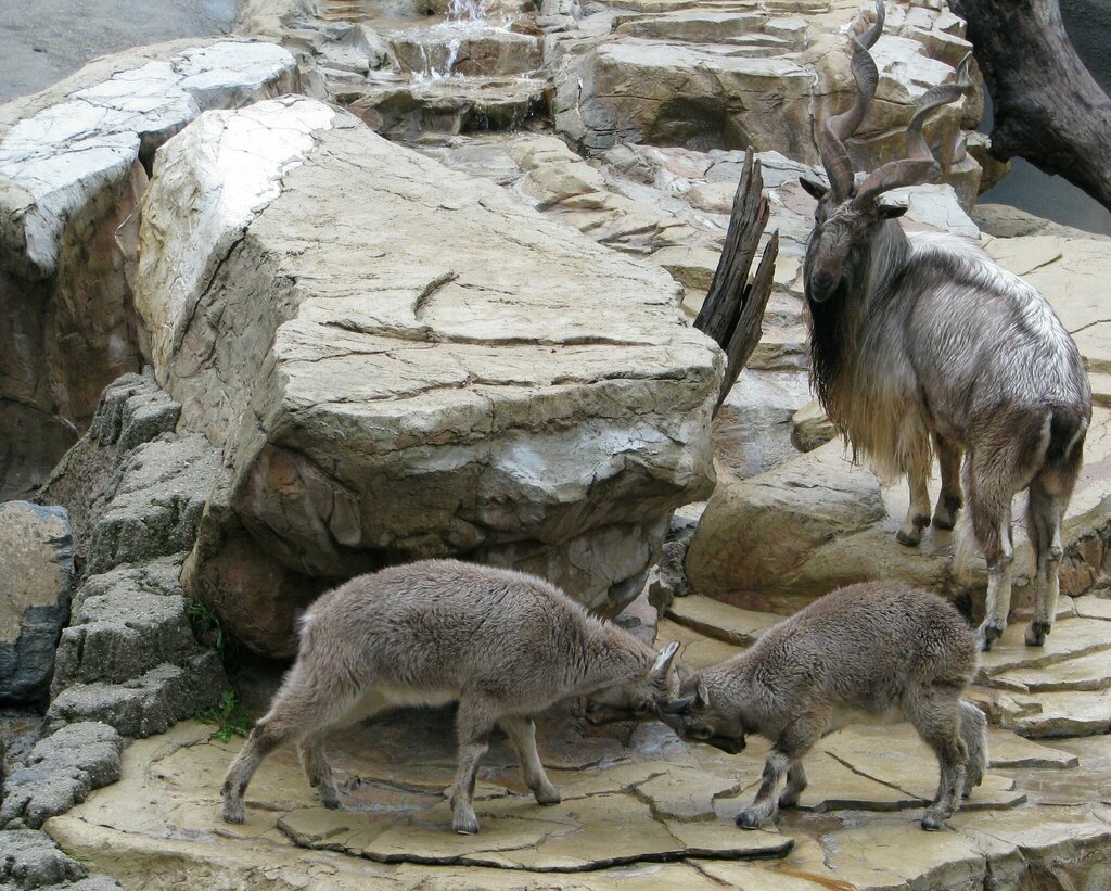 Markhor (Capra falconeri) - Know Your Mammals