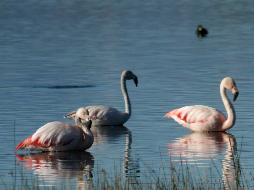 Chilean Flamingo in December 2022 by miguelitoP · iNaturalist