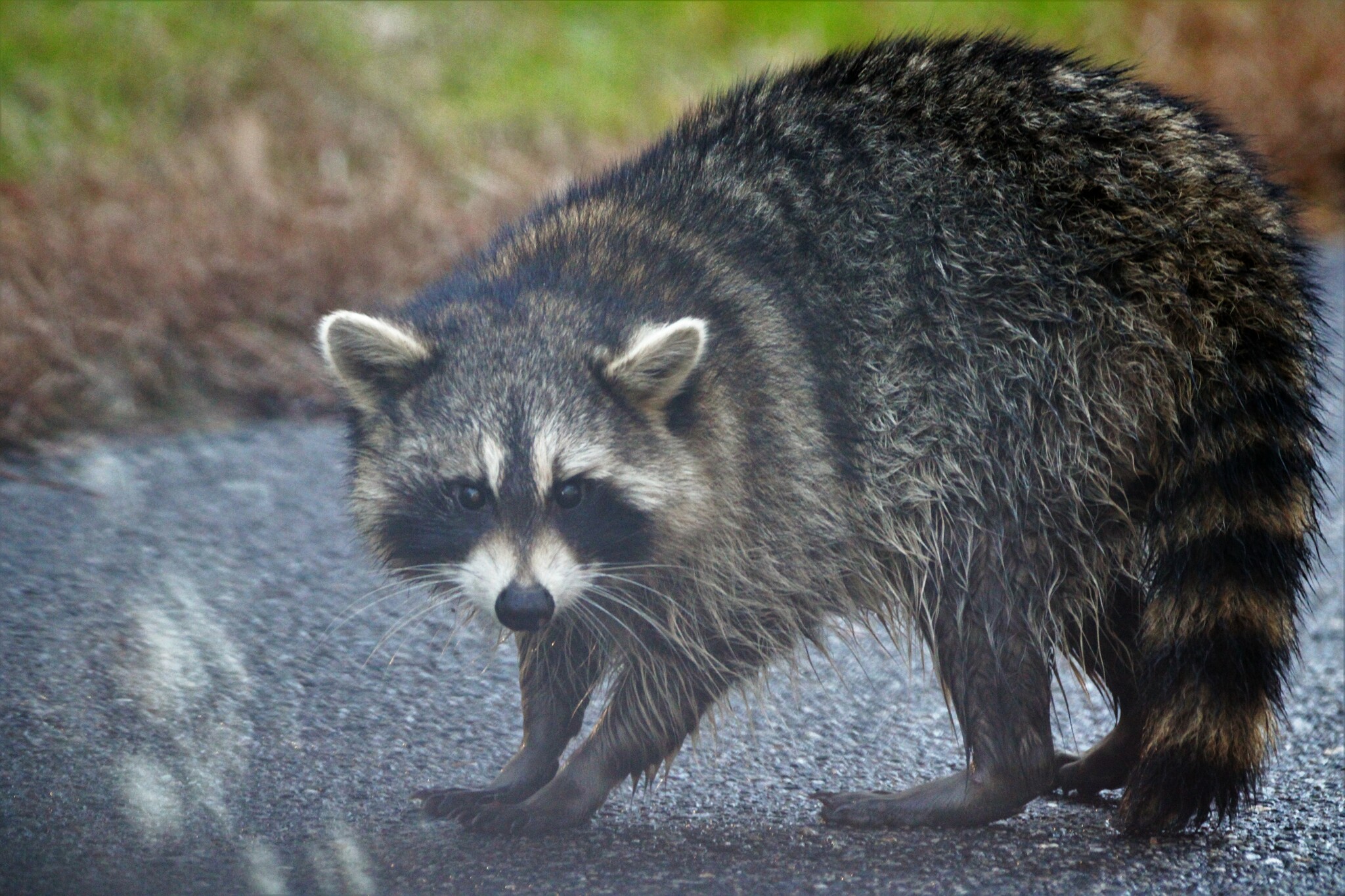 Procyon lotor (Linnaeus, 1758)