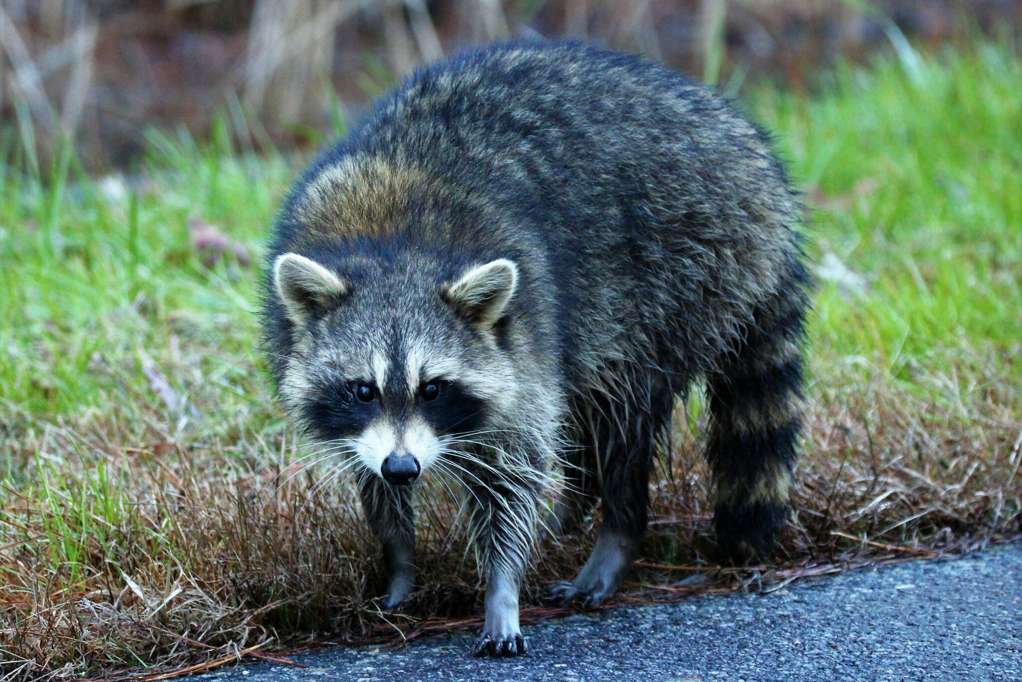 Procyon lotor (Linnaeus, 1758)