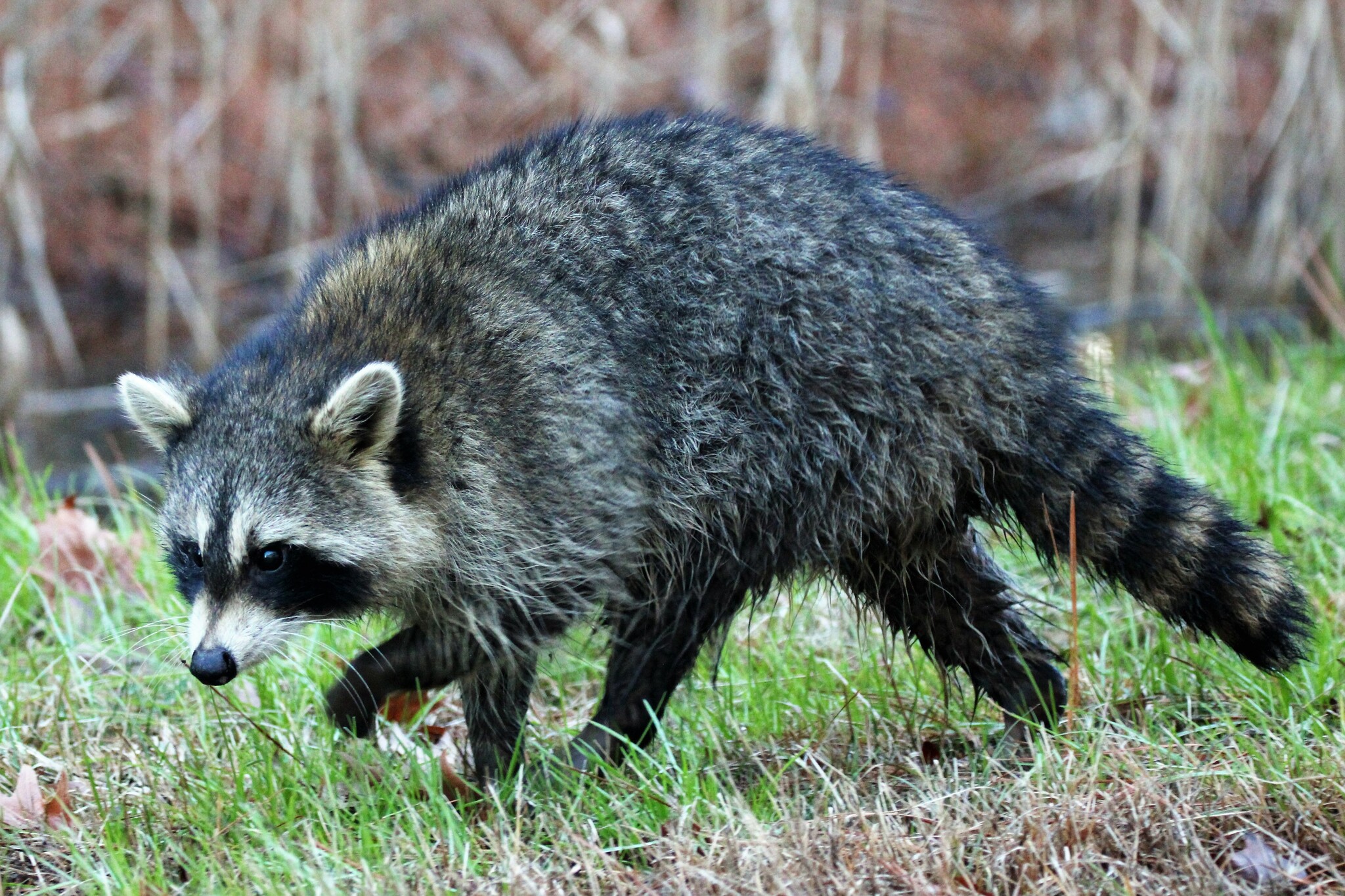 Procyon lotor (Linnaeus, 1758)