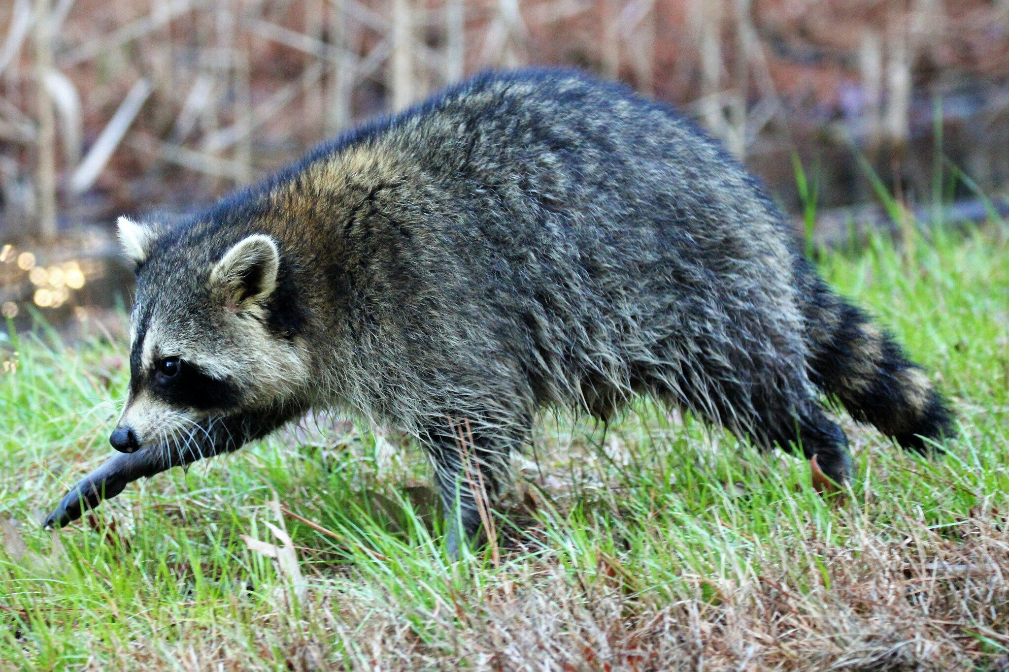 Procyon lotor (Linnaeus, 1758)
