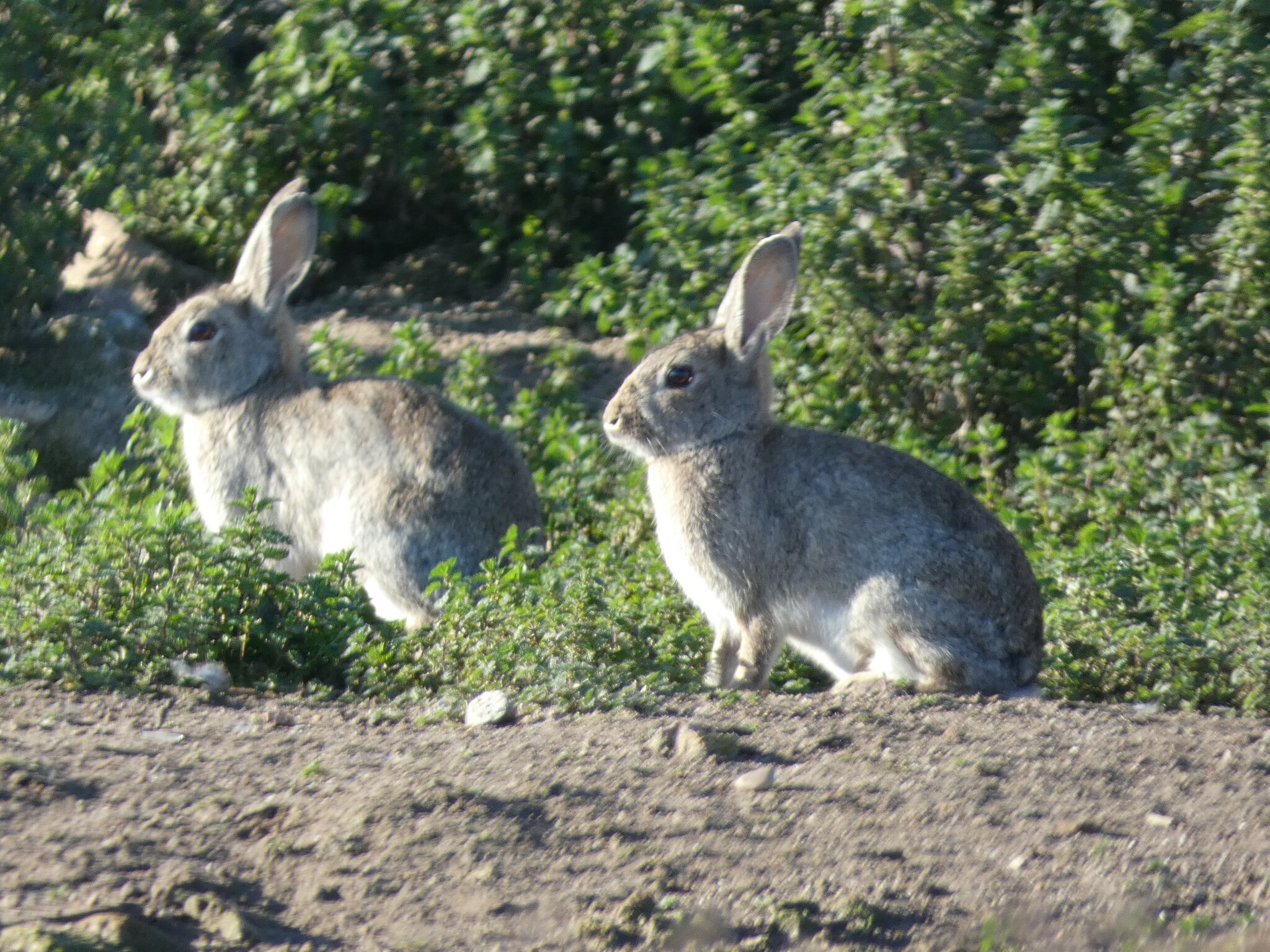 Oryctolagus cuniculus (Linnaeus, 1758)