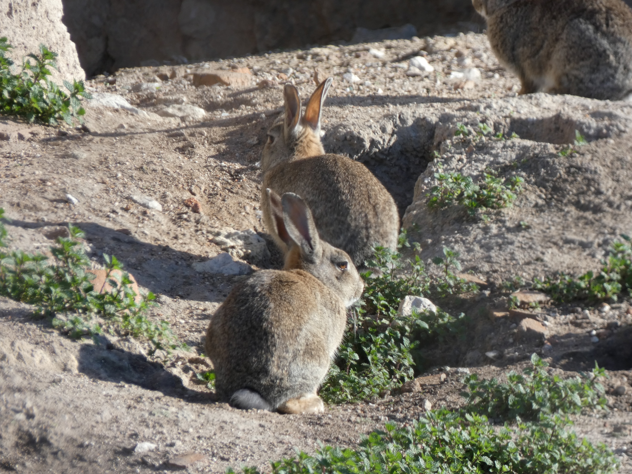 Oryctolagus cuniculus (Linnaeus, 1758)