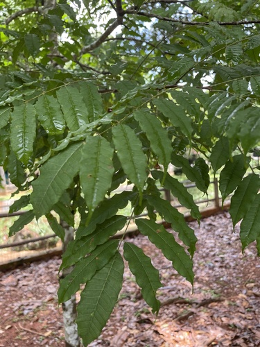Astronium lecointei · iNaturalist Ecuador