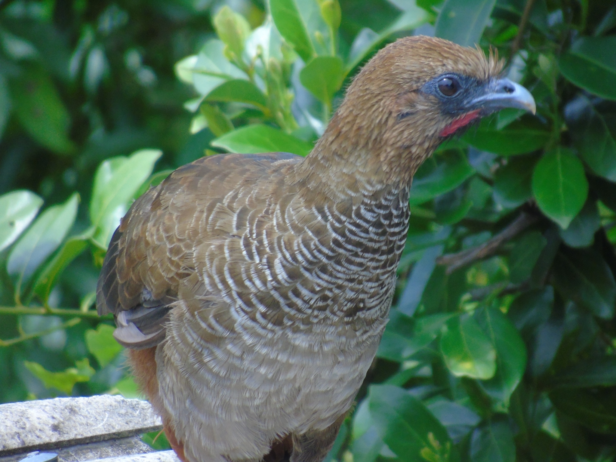 Ortalis squamata Lesson, 1829