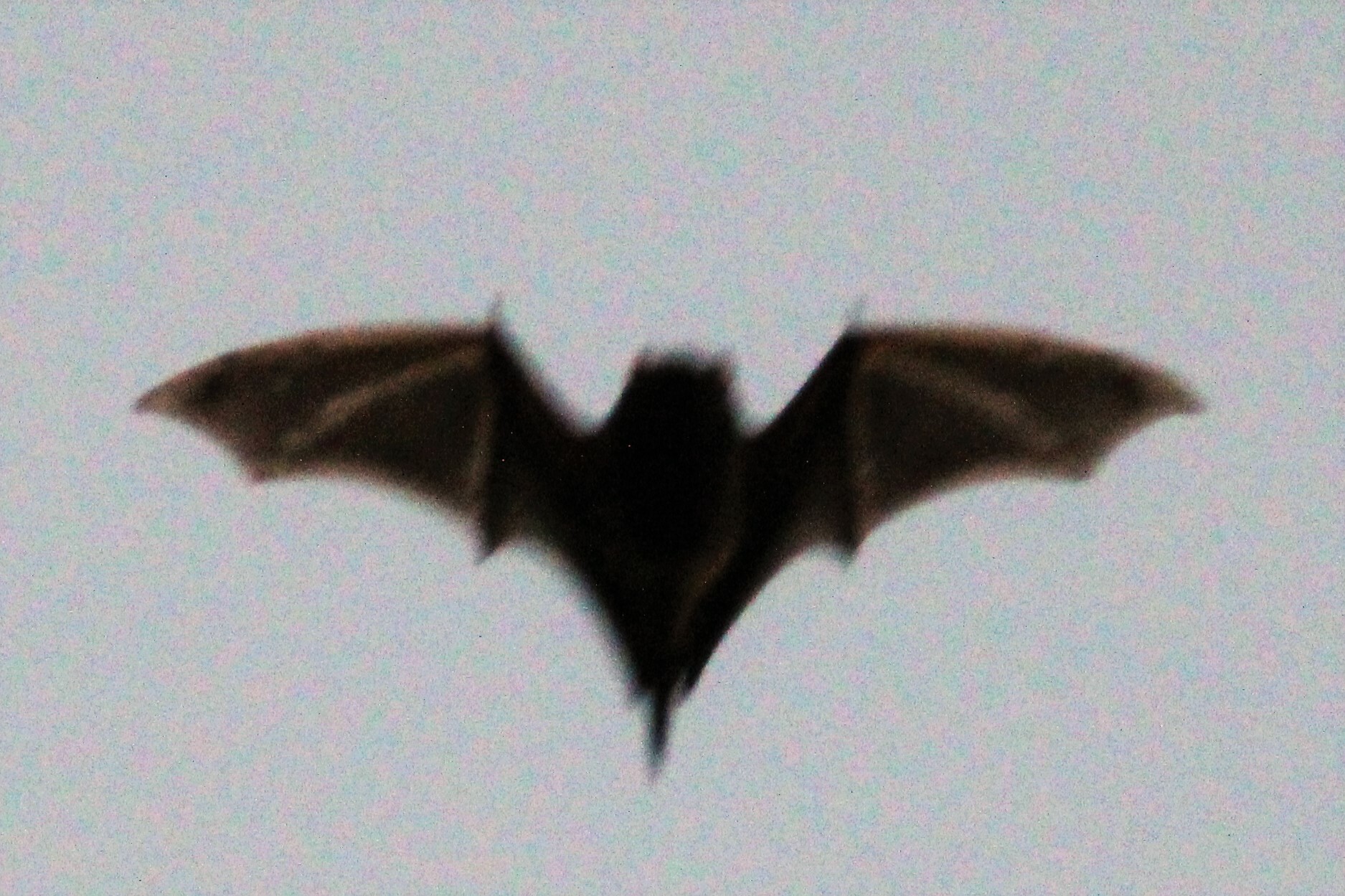 Chiroptera