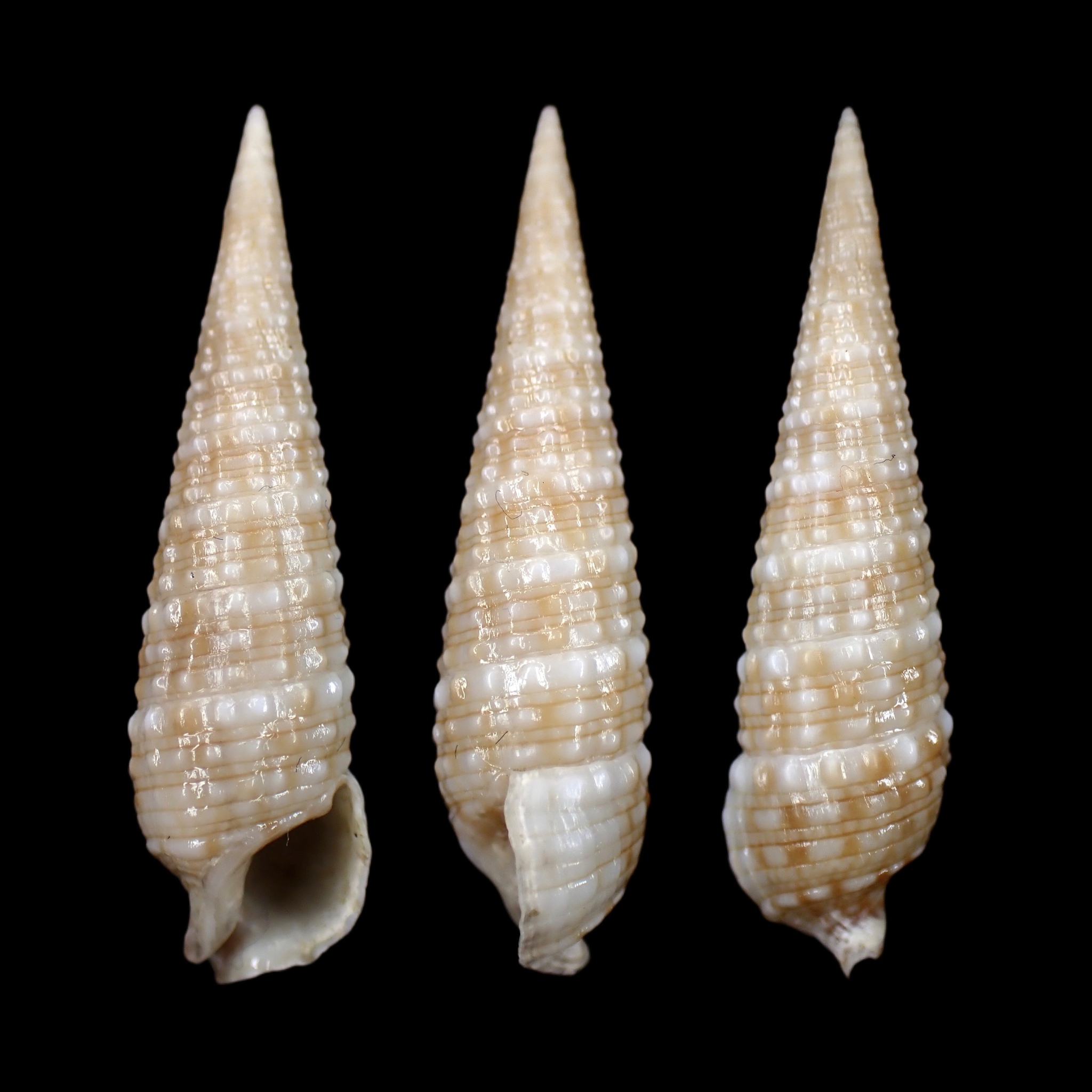 Rhinoclavis kochi (Philippi, 1848)