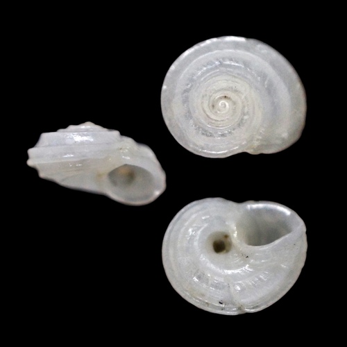 Cirkelhorens (Circulus)