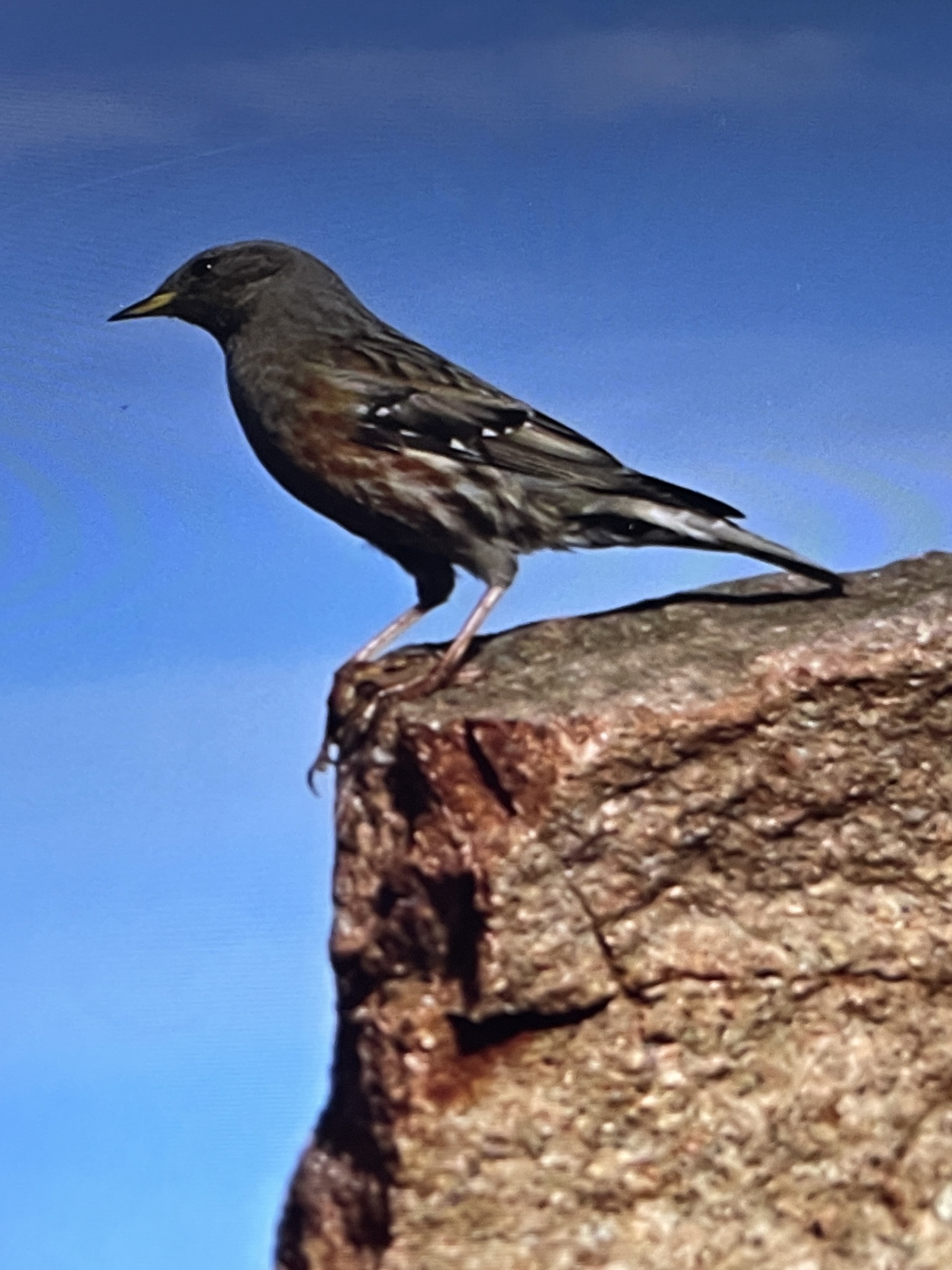 Prunella collaris (Scopoli, 1769)