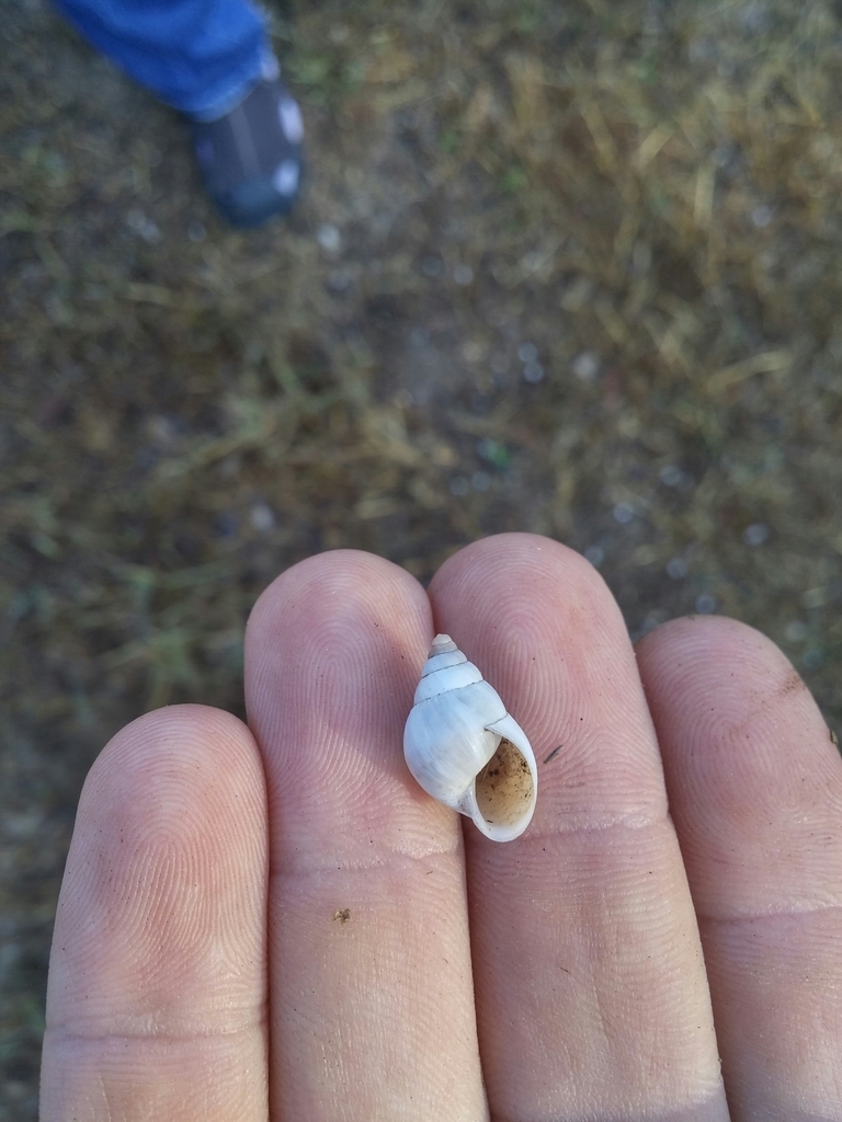 prairie rabdotus (Terrestrial Mollusks of Alabama) · iNaturalist