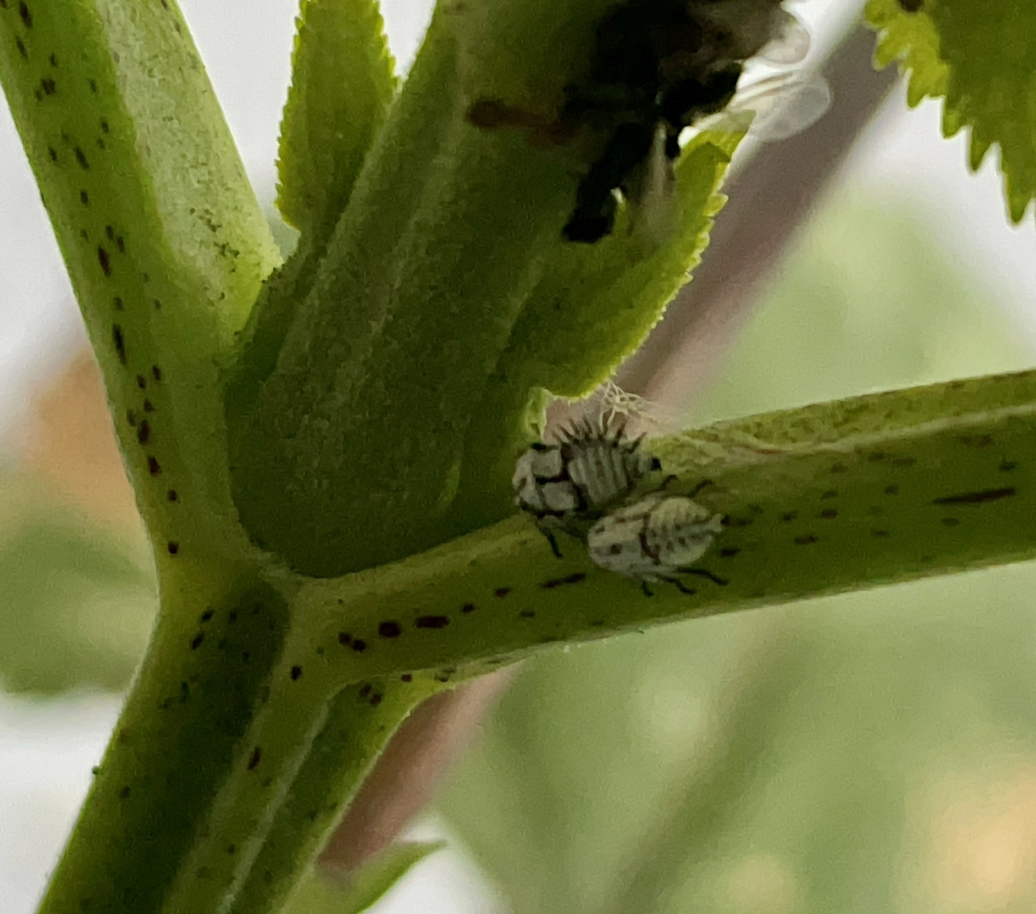 Membracidae