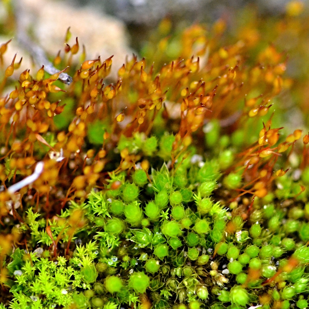Pottiaceae from 293 01 Mladá Boleslav, Česko on January 02, 2023 at 04: ...