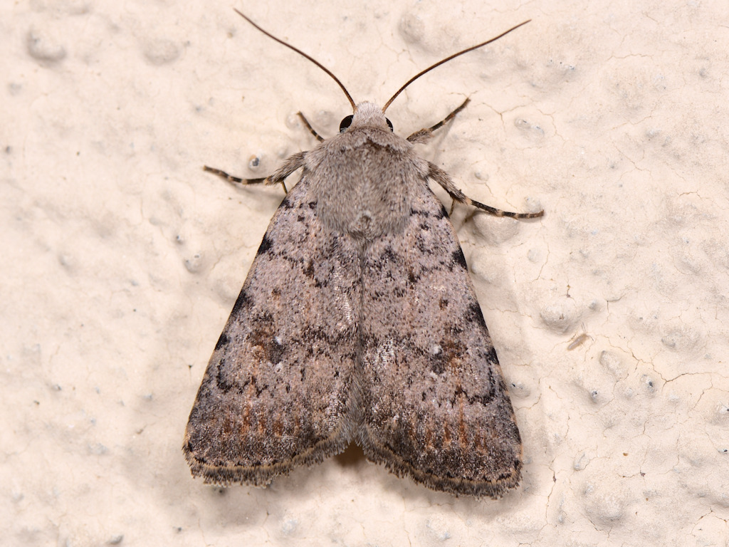 Pale Mottled Willow Moth (Moths of Antequera (Málaga/ Andalusia/ Spain ...