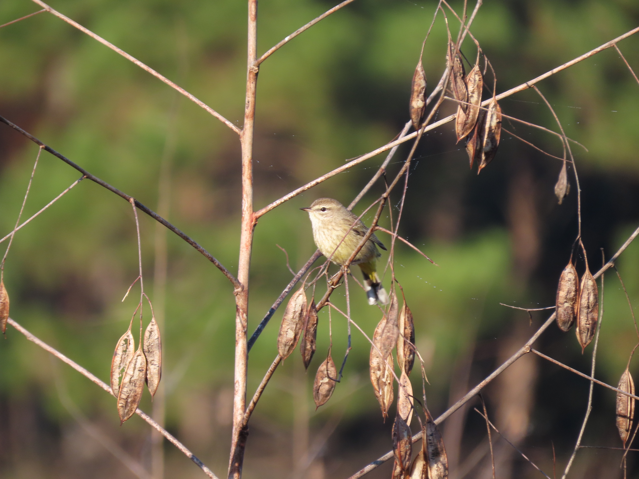 Setophaga palmarum (J.F.Gmelin, 1789)