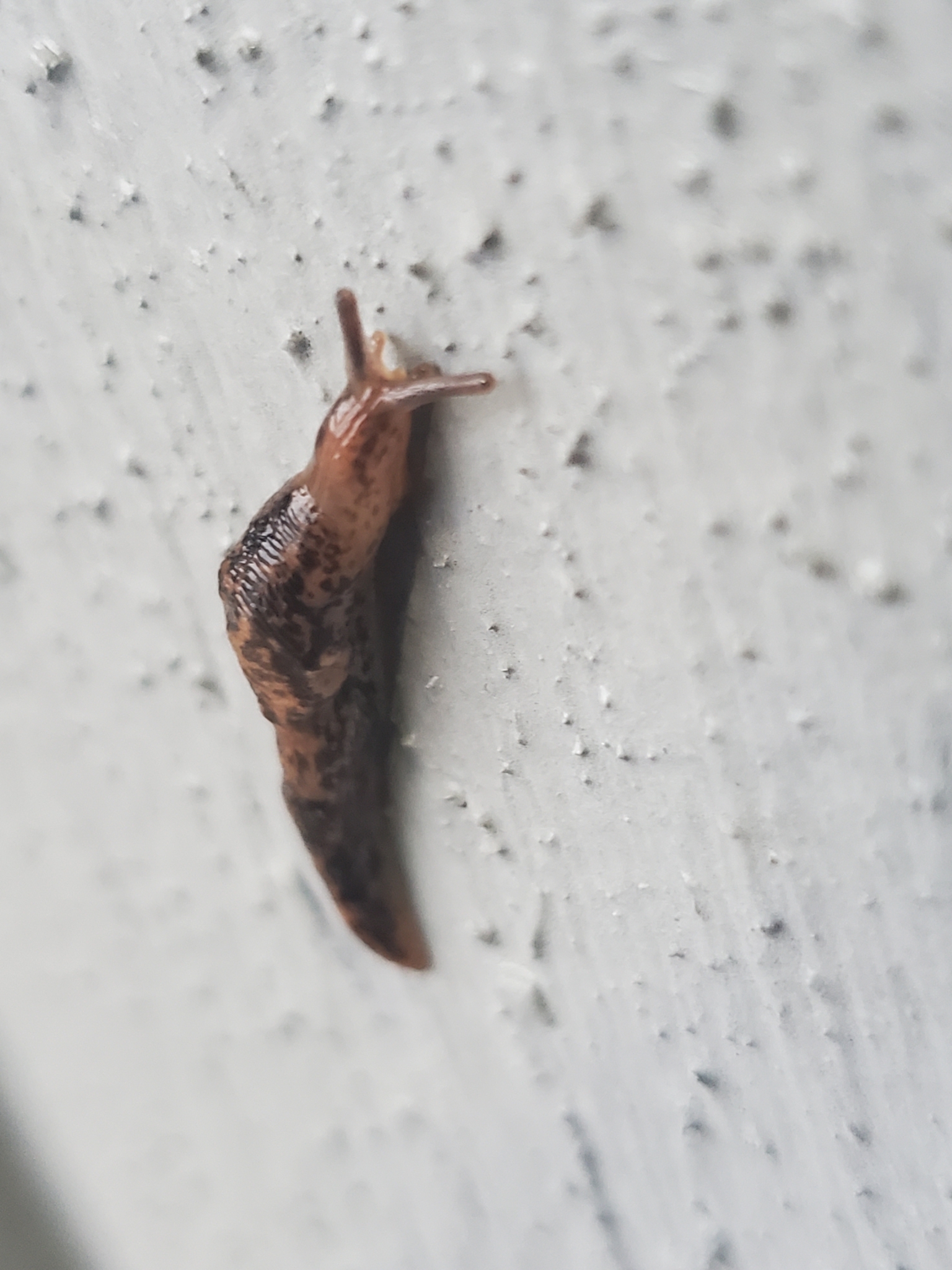 Deroceras reticulatum (O.F.Müller, 1774)