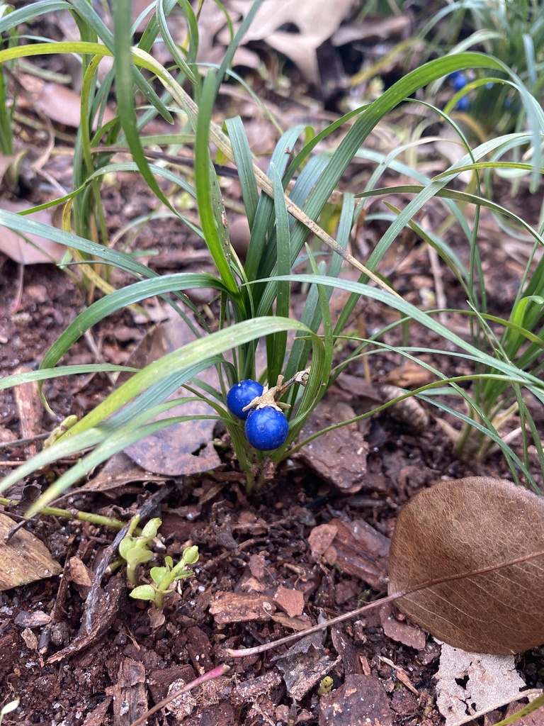 Dwarf Lily-turf in January 2023 by kalliahlunarstar · iNaturalist