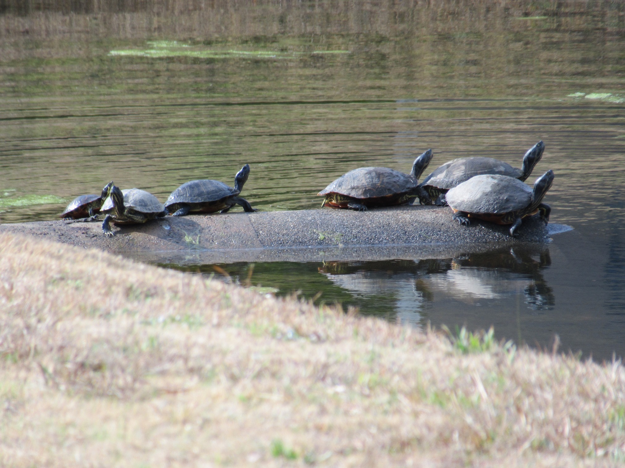 Trachemys scripta scripta