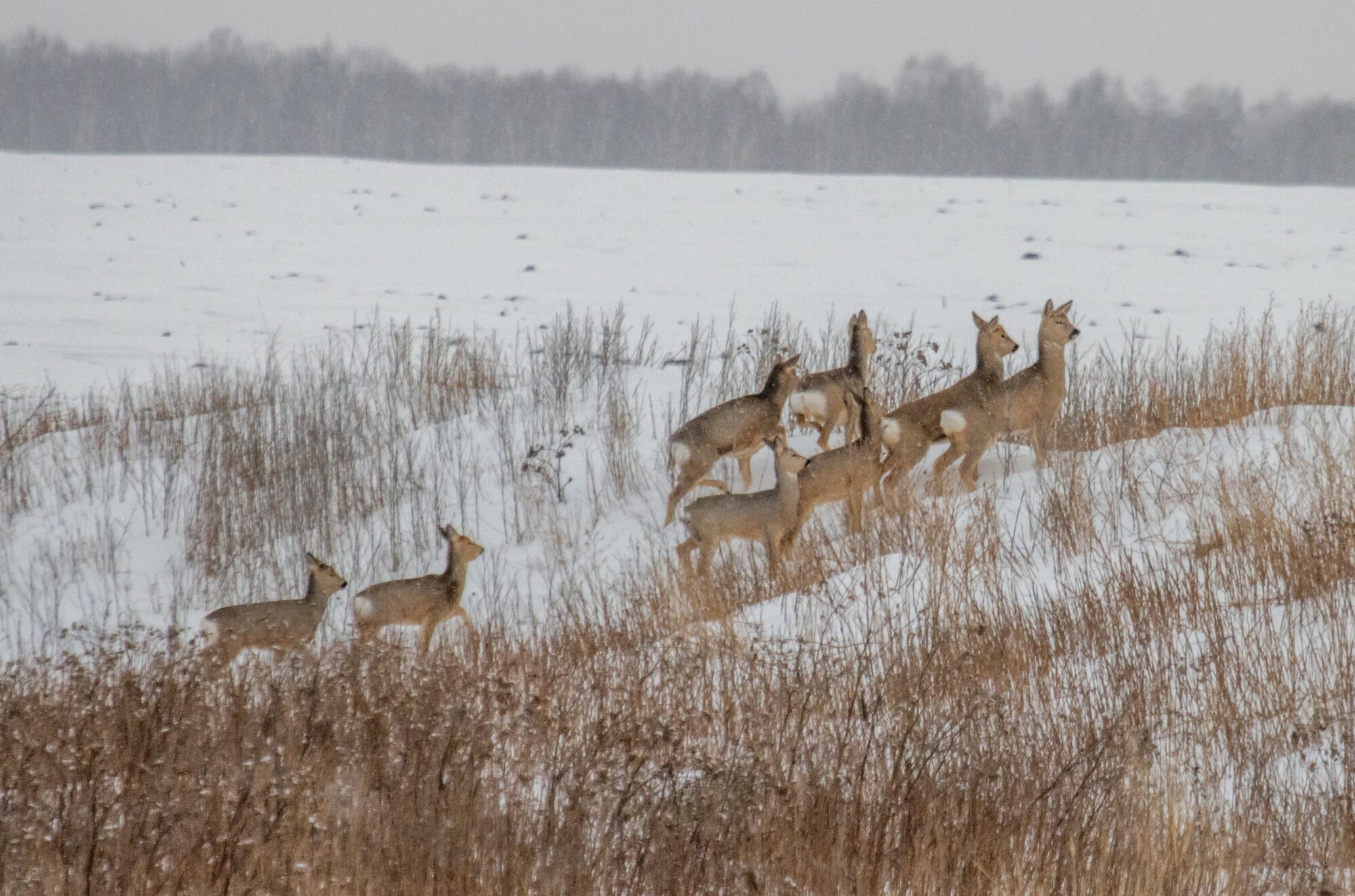 Capreolus pygargus (Pallas, 1771)