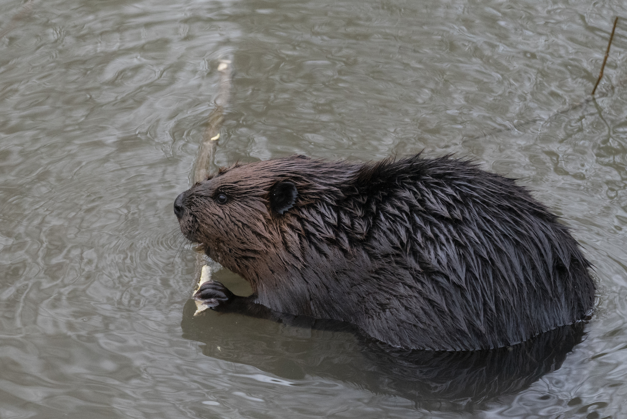 Castor canadensis Kuhl, 1820