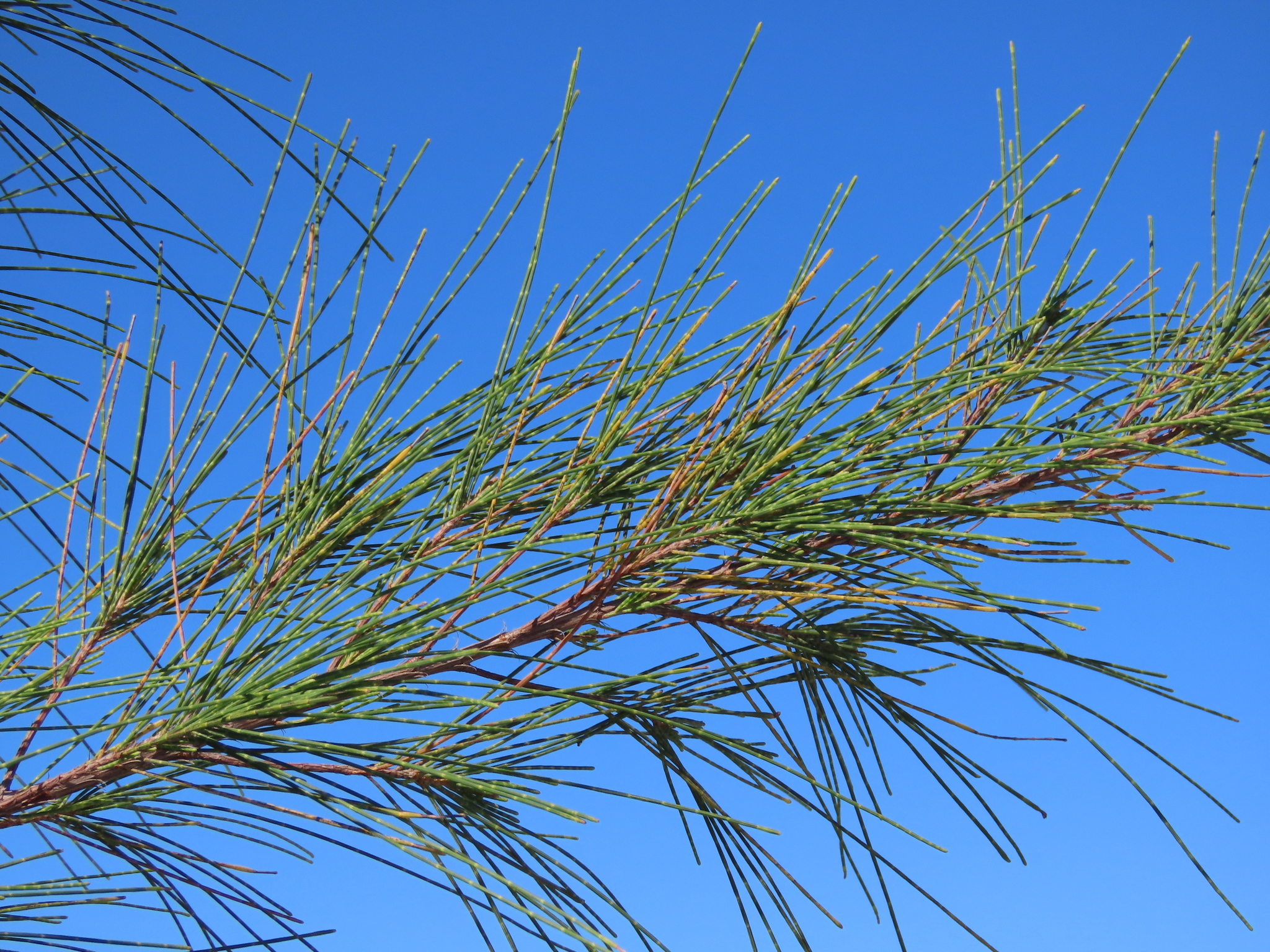 Casuarina equisetifolia L.