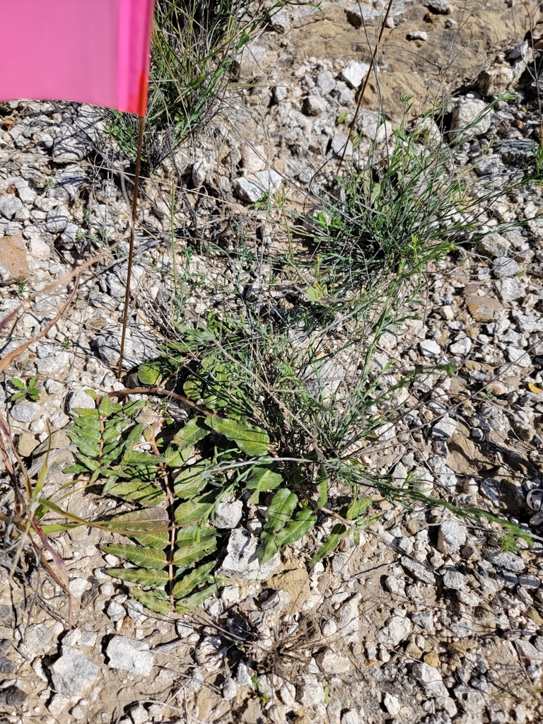 Prostrate milkweed in December 2022 by Joey Santore. 50 plants side of ...