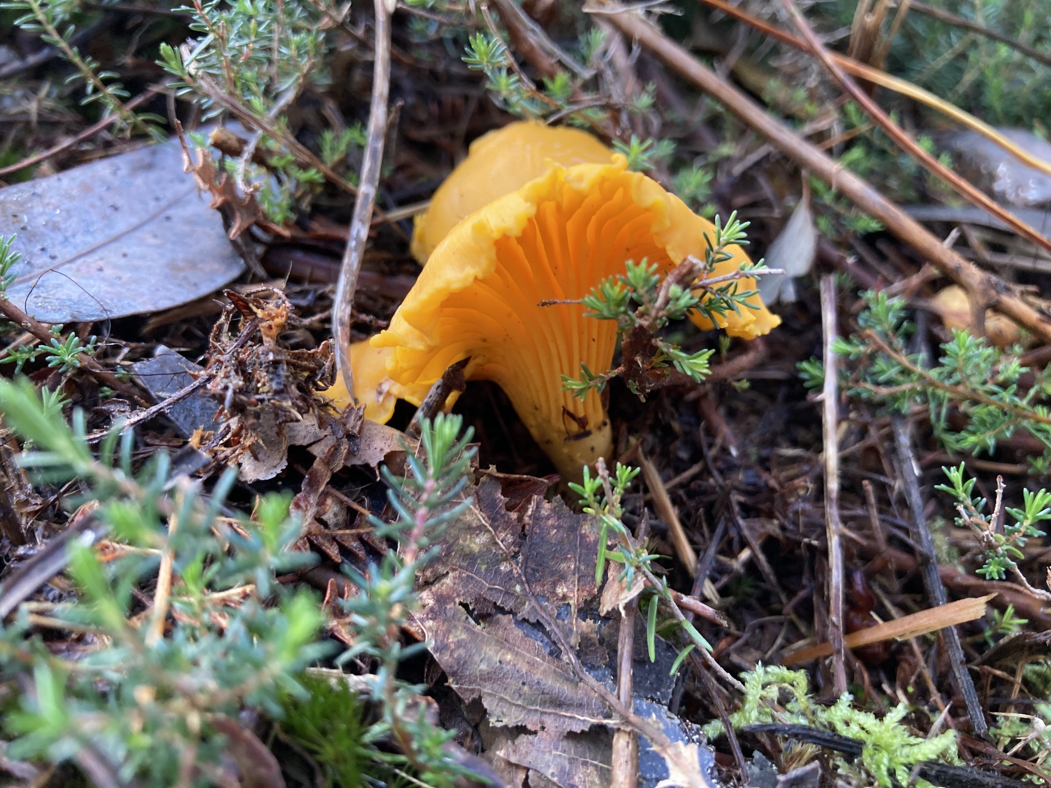 Cantharellus cibarius Fr.