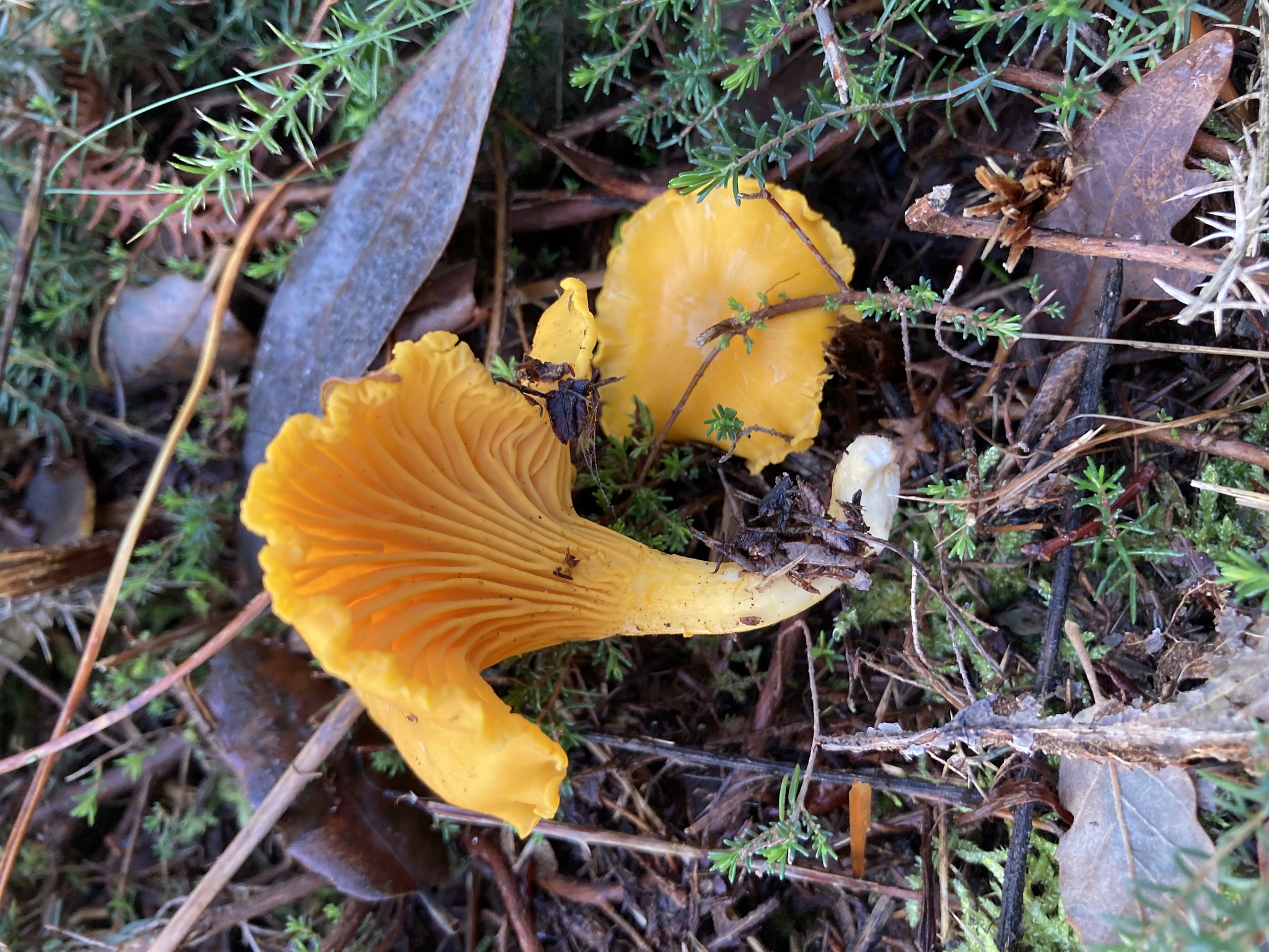 Cantharellus cibarius - Echter Pfifferling