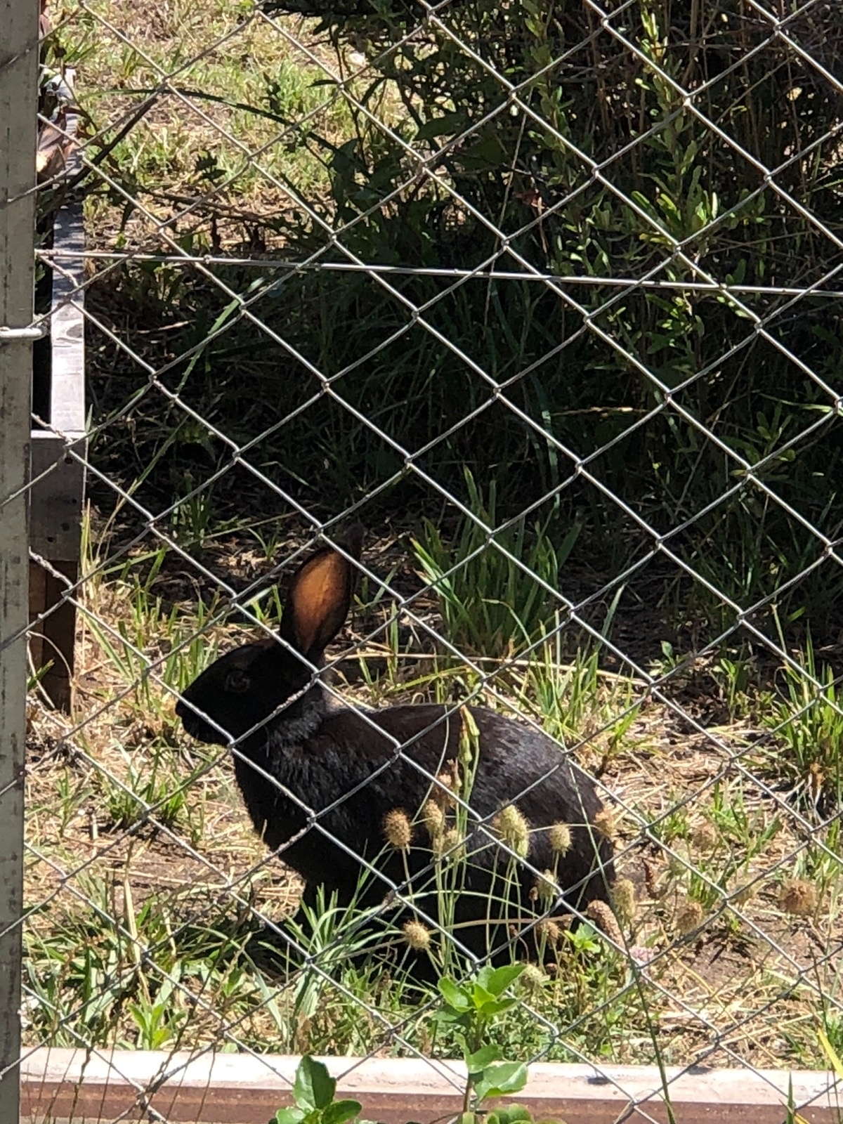 Oryctolagus cuniculus (Linnaeus, 1758)