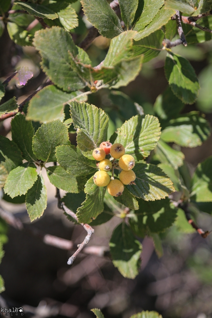 Maleae in September 2022 by Akkar Trail · iNaturalist