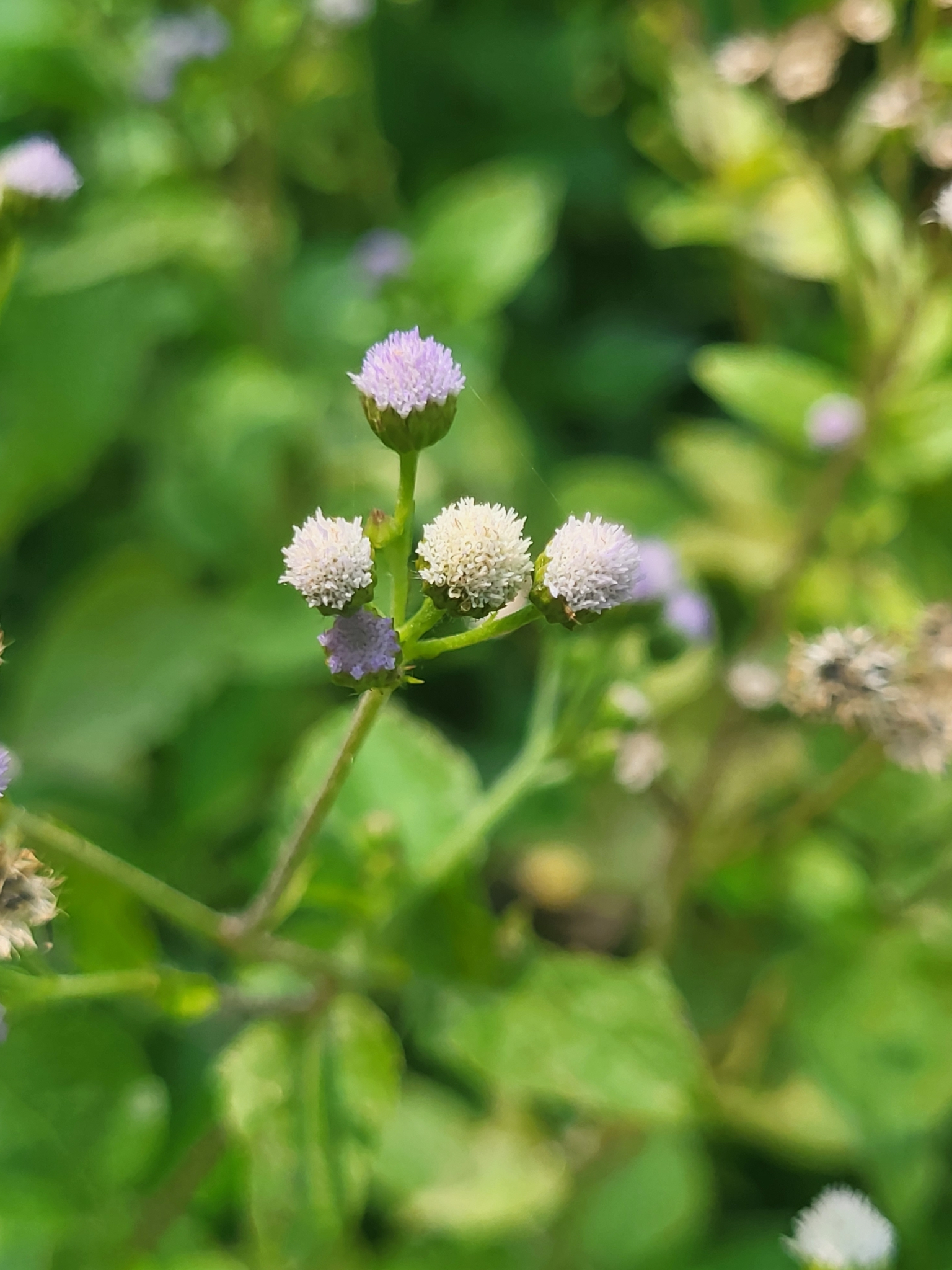 Ageratum conyzoides L.