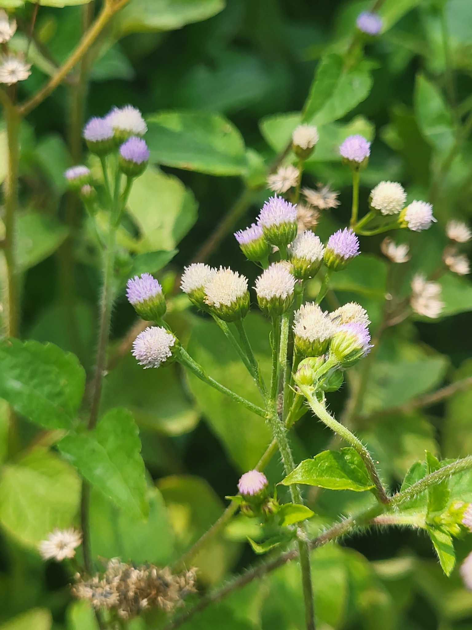 Ageratum conyzoides L.