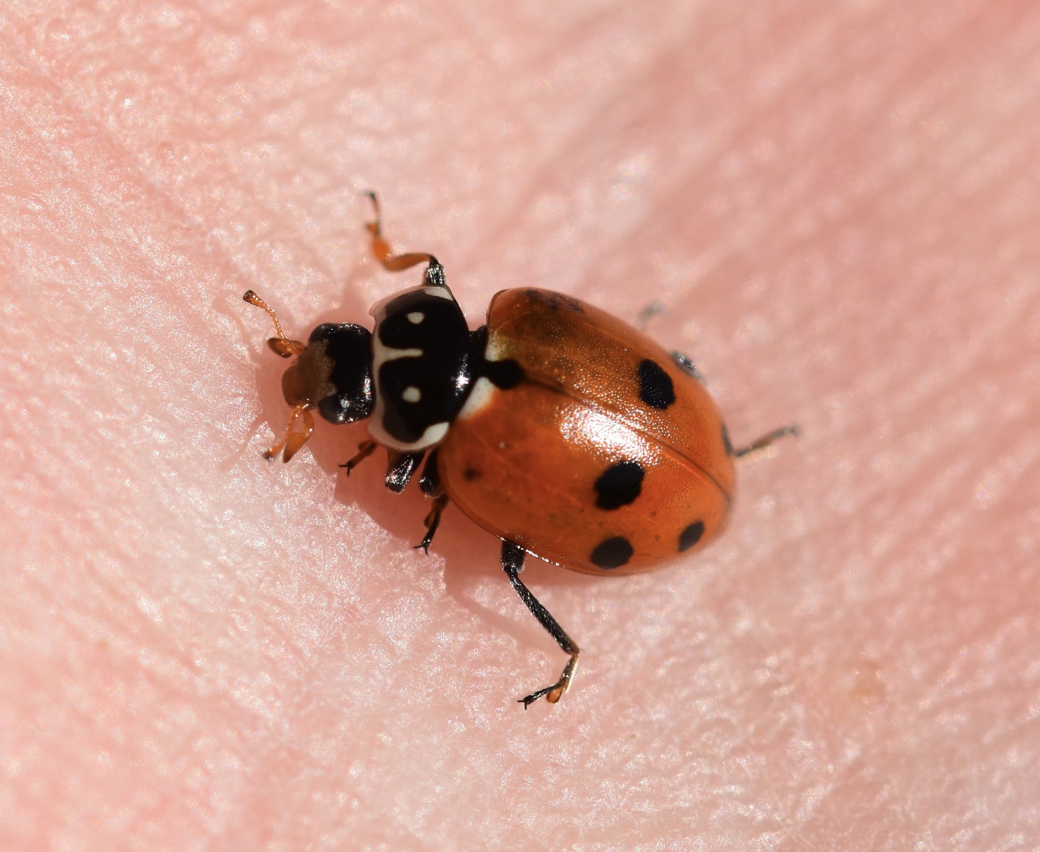 Hippodamia variegata (Goeze, 1777)