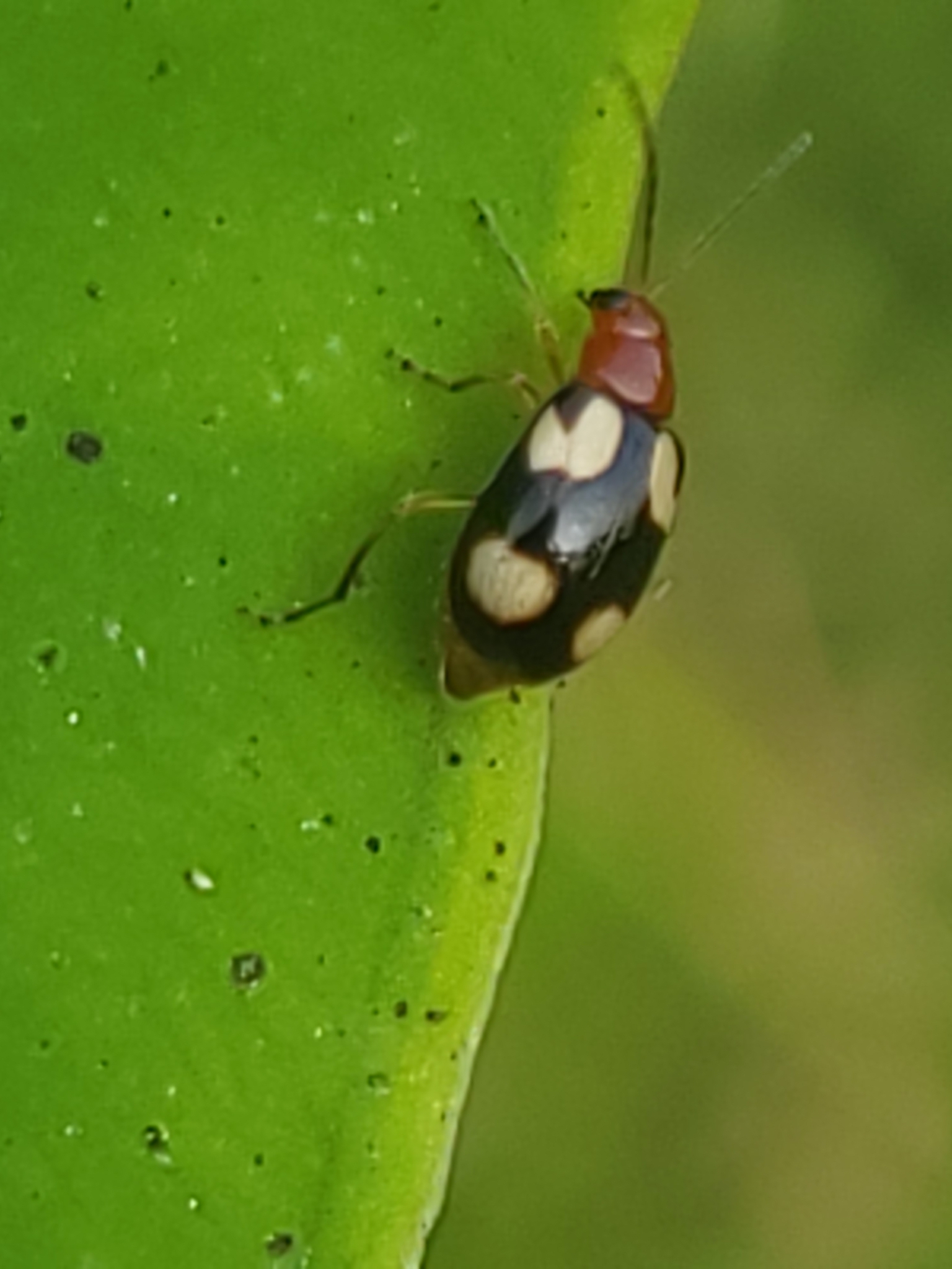 Monolepta signata (Olivier, 1808)