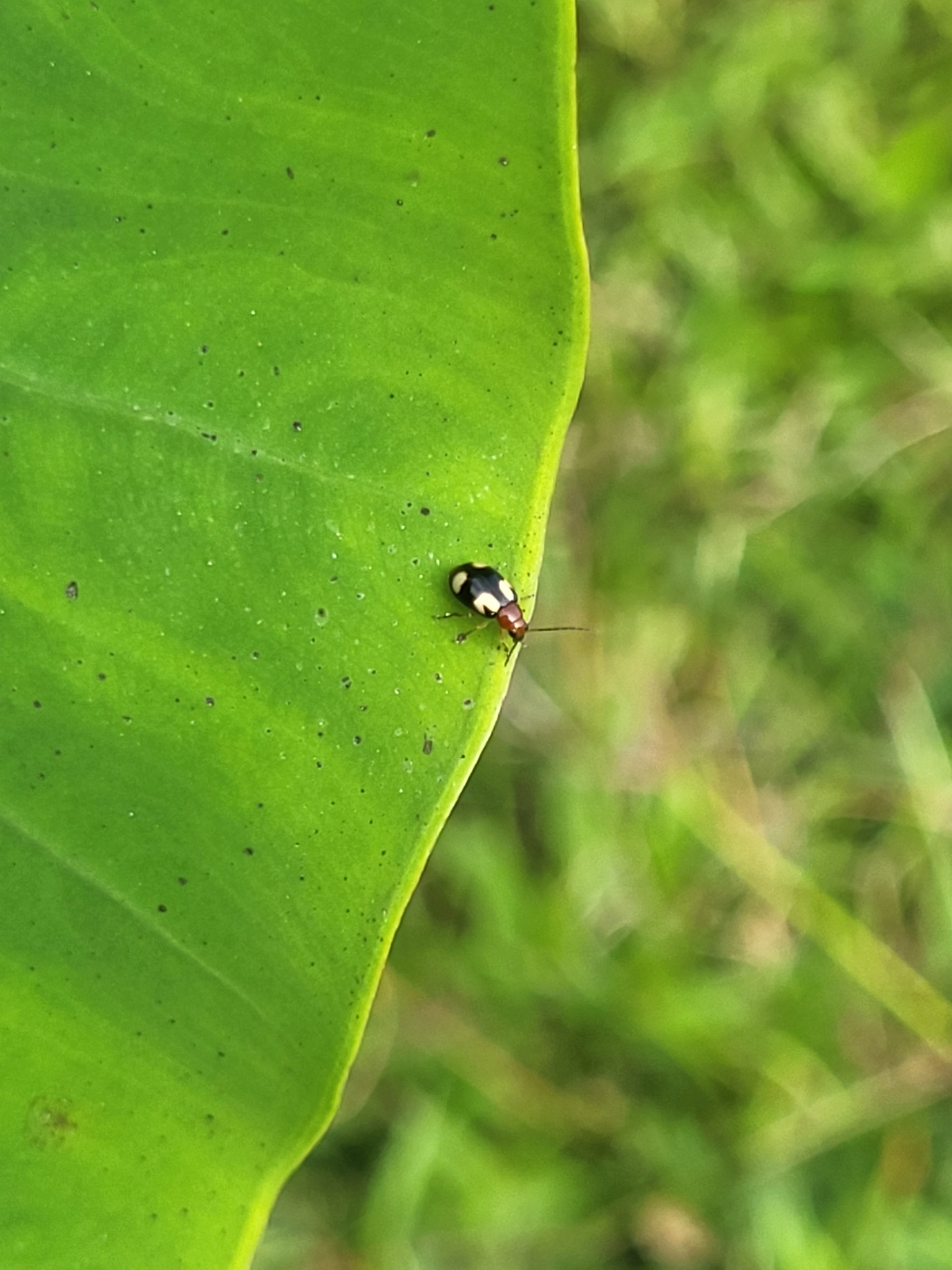 Monolepta signata (Olivier, 1808)