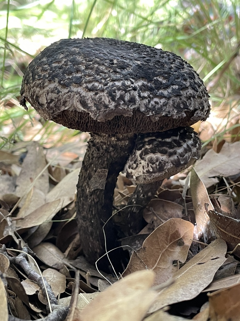 Strobilomyces in August 2022 by Jonathan Frank · iNaturalist