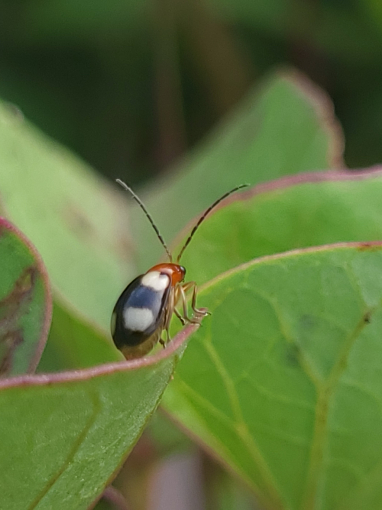 Monolepta signata (Olivier, 1808)