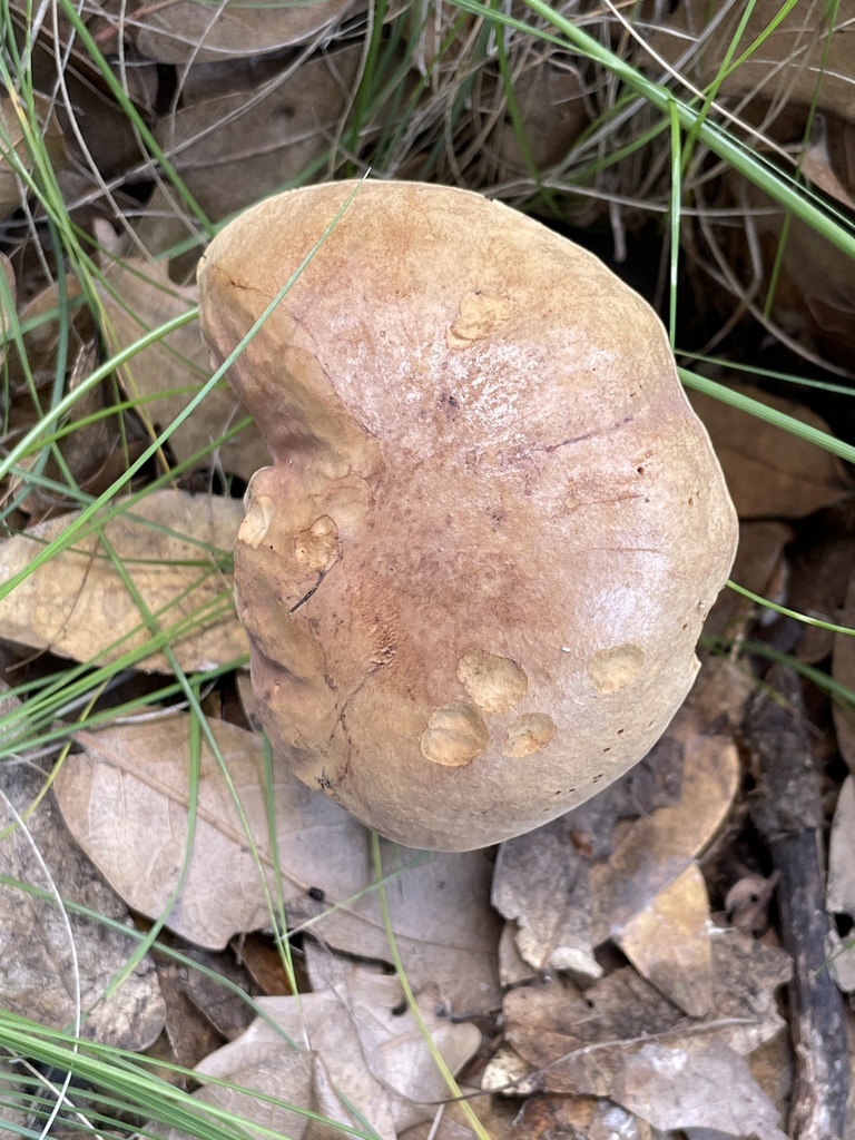 Beveled-cap Bolete in August 2022 by Jonathan Frank. white pores stain ...