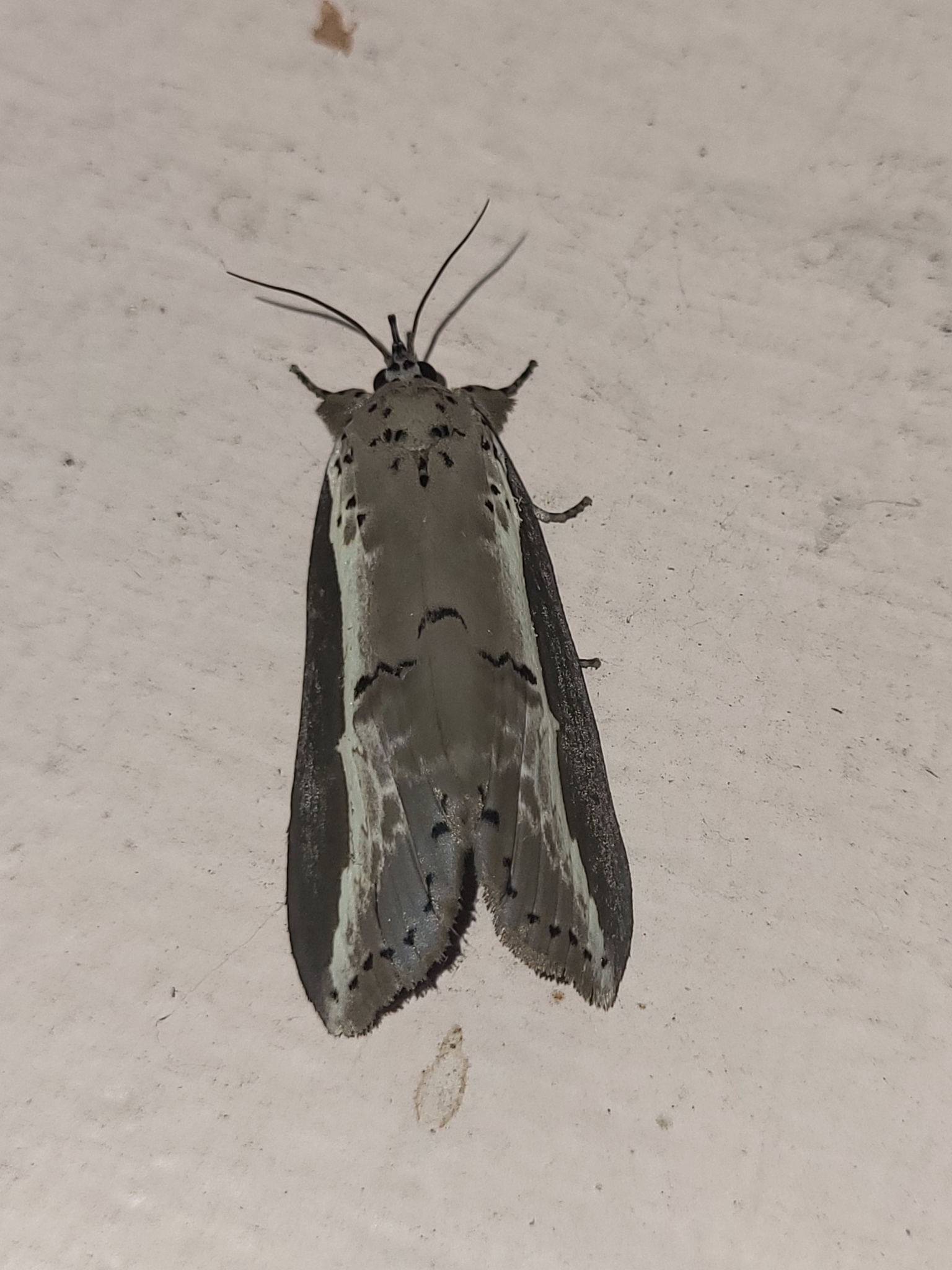 Eligma narcissus (Cramer, 1775)