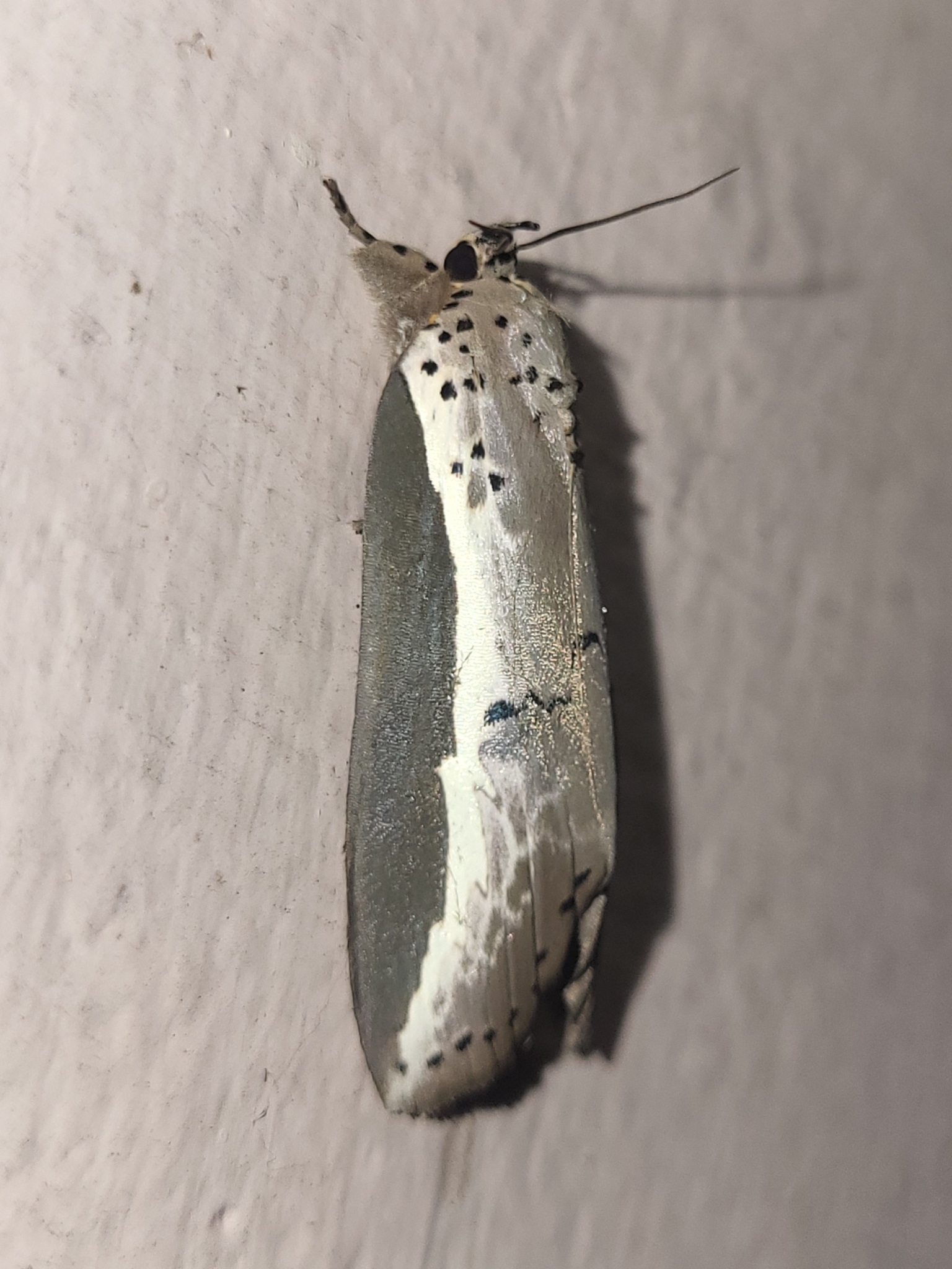 Eligma narcissus (Cramer, 1775)