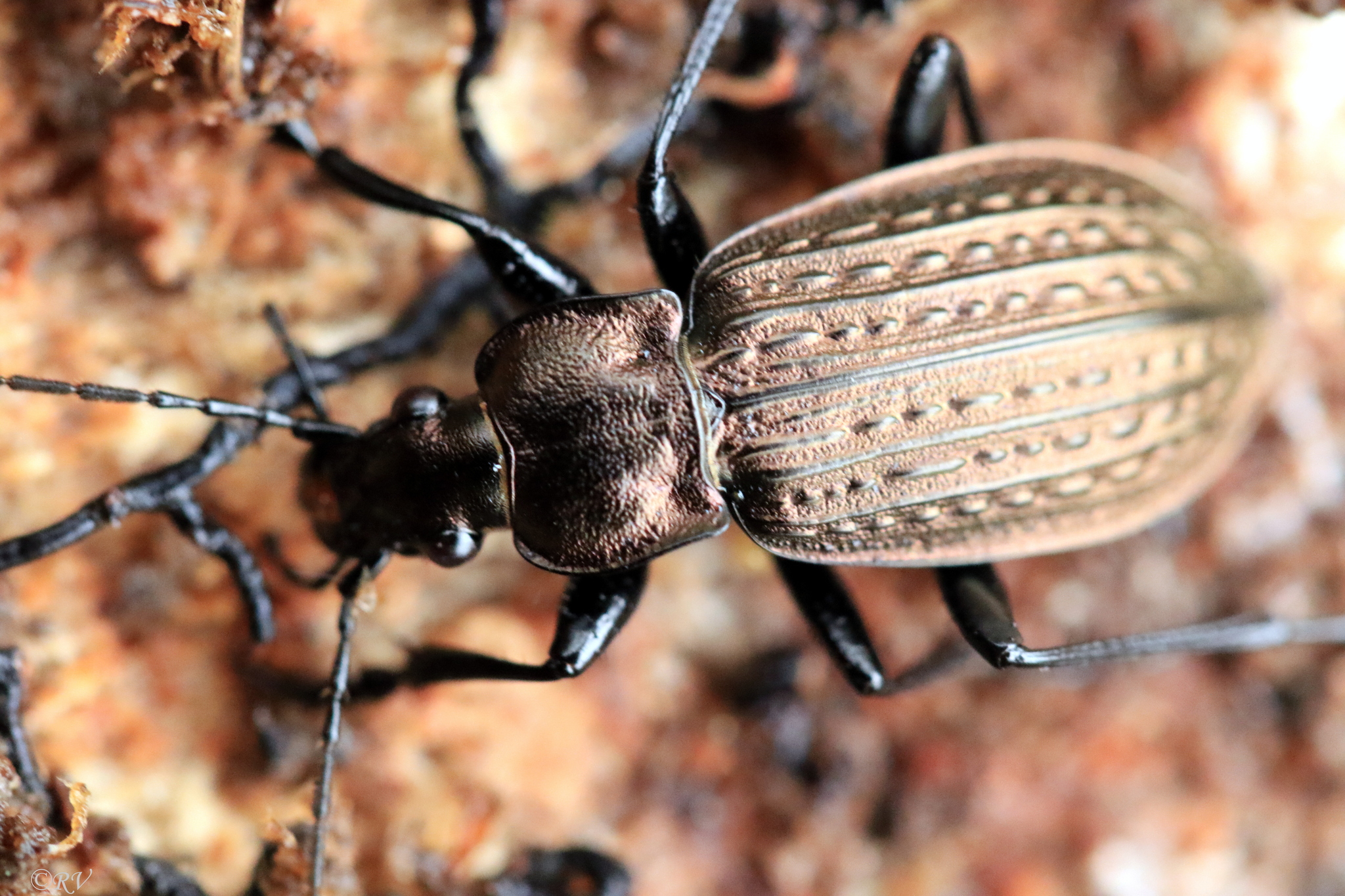 Carabus Linnaeus, 1758