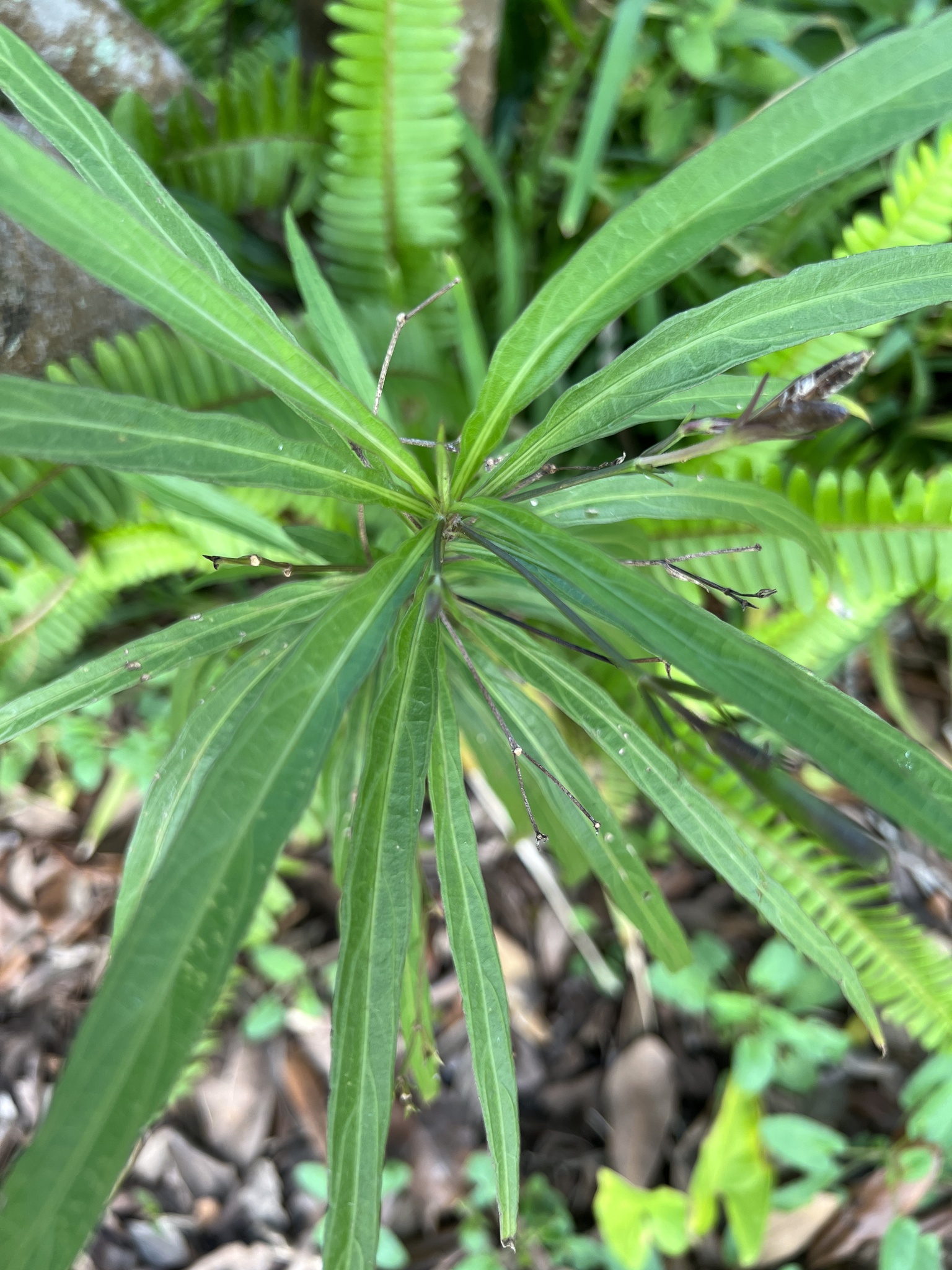 Ruellia simplex Wright